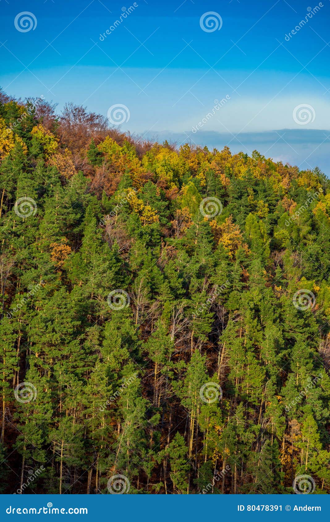 Hillside at autumn stock image. Image of green, leaf - 80478391