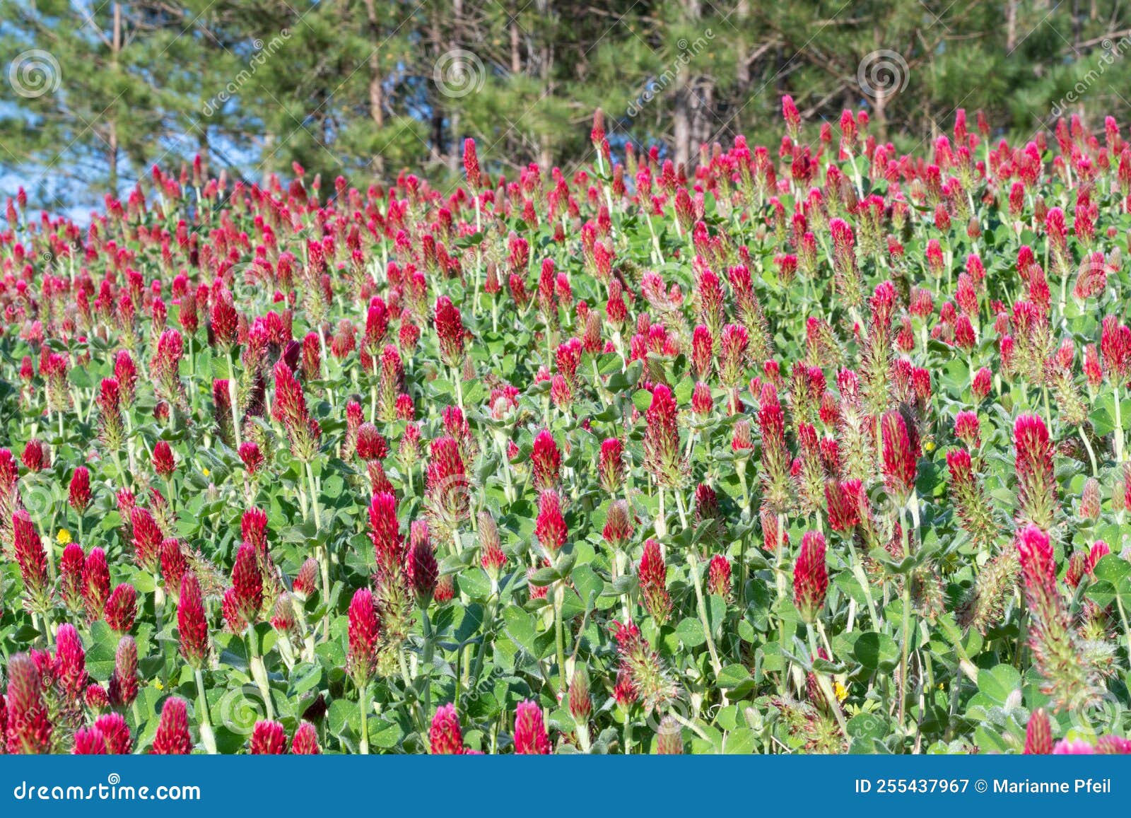 A Hillside Blooming with Crimson Clover. Stock Image - Image of texas ...