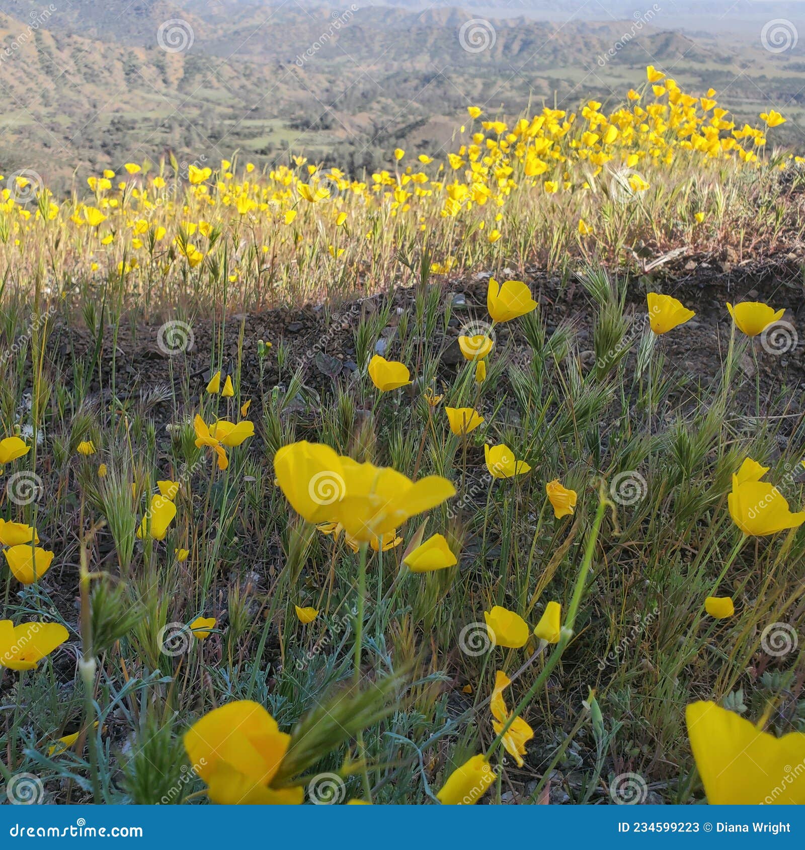 Hillside of California Poppies Stock Image - Image of poppys, branch ...