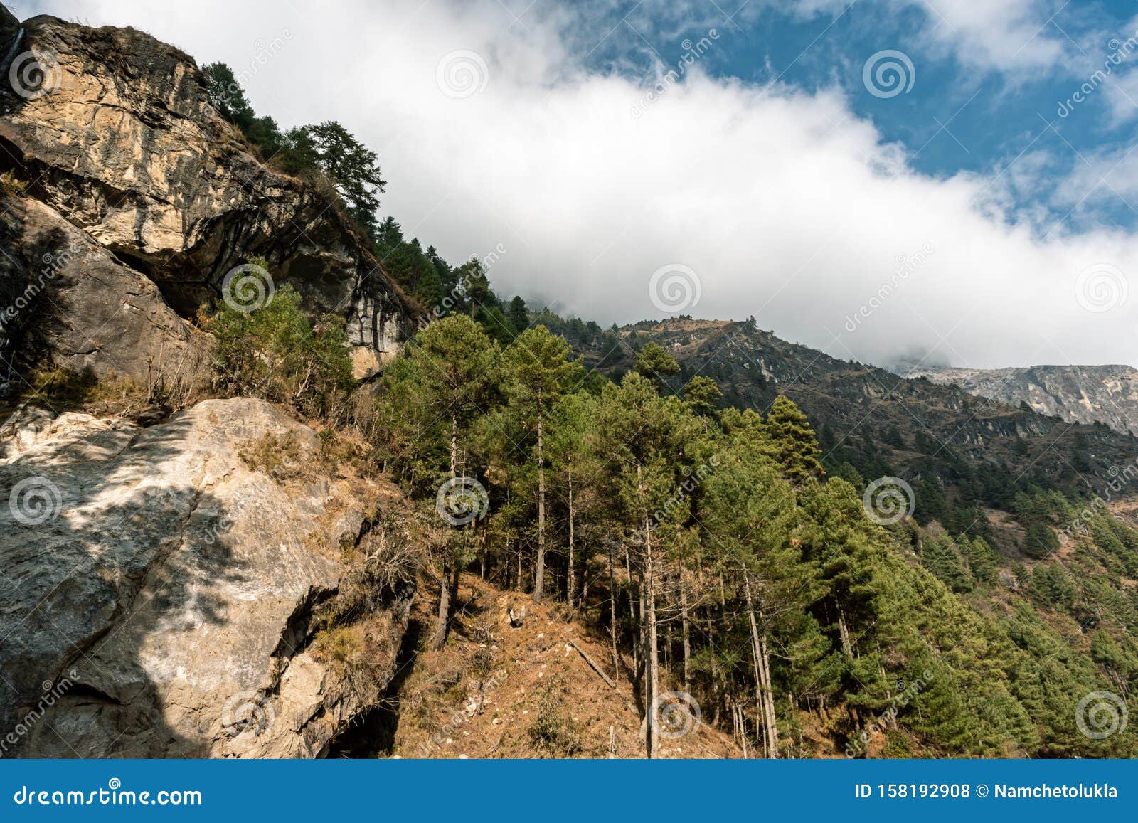 Hillside Covered in Pine Trees Stock Photo - Image of outdoor, nature ...