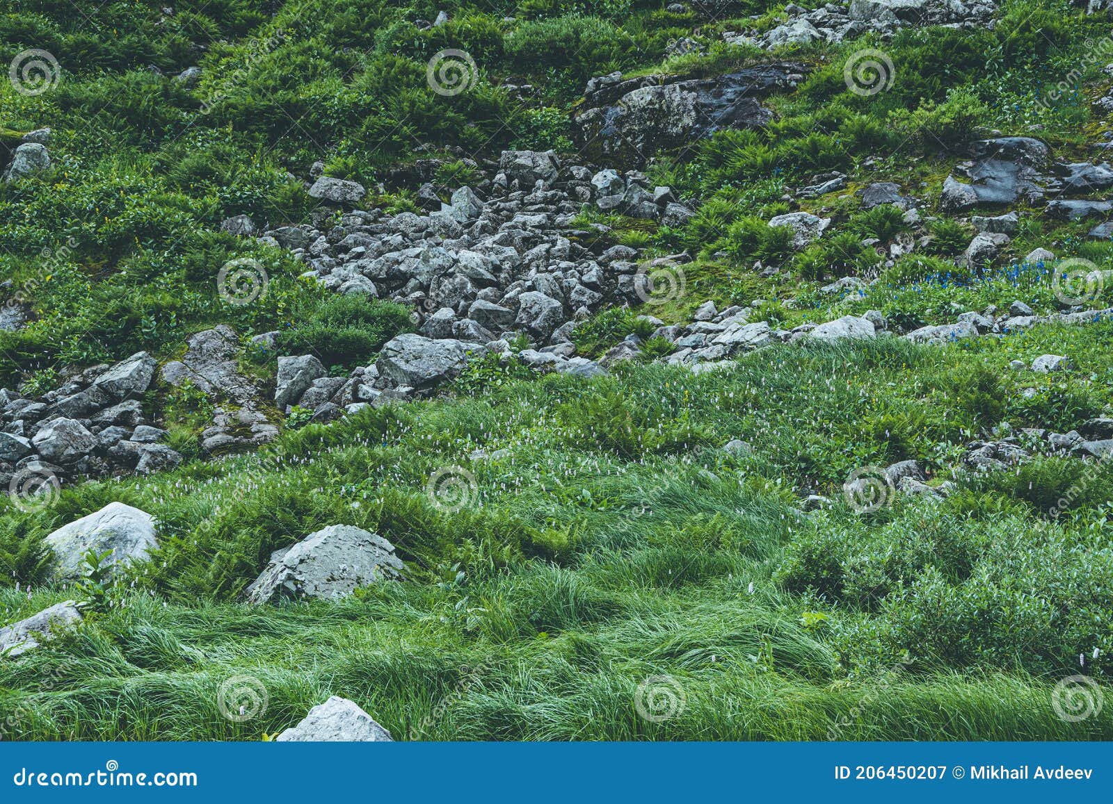 Hillside Covered with Rocks Stock Image - Image of close, beauty: 206450207