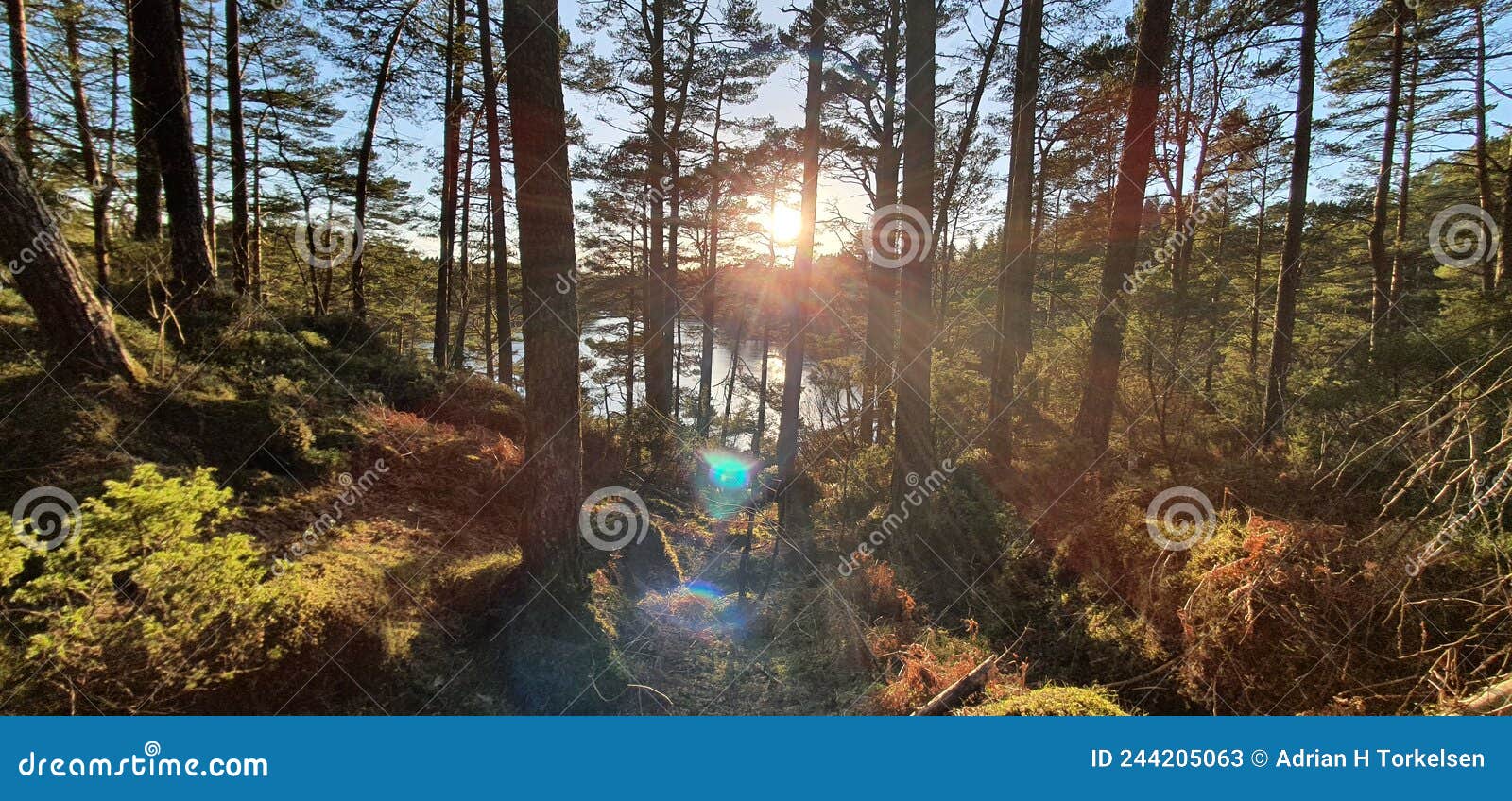 107 Earlyspring Sun Stock Photos - Free & Royalty-Free Stock Photos ...