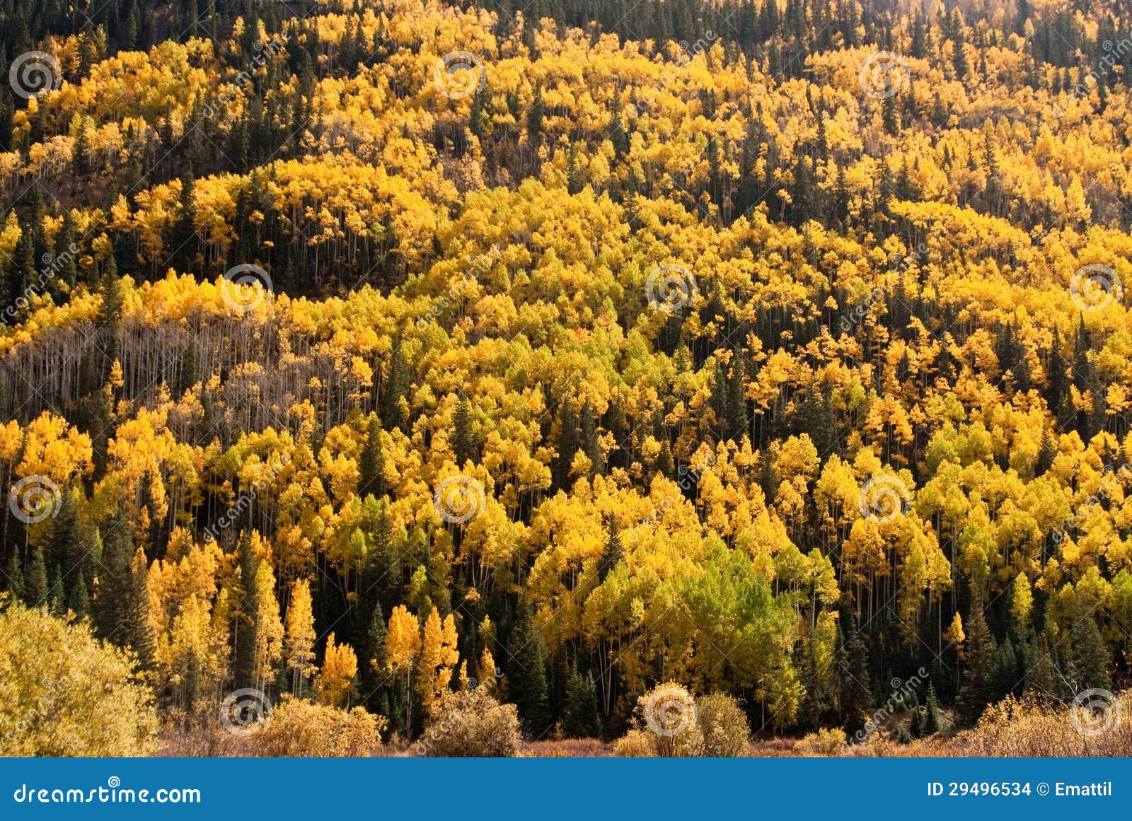 Hillside of Fall color stock photo. Image of foliage - 29496534