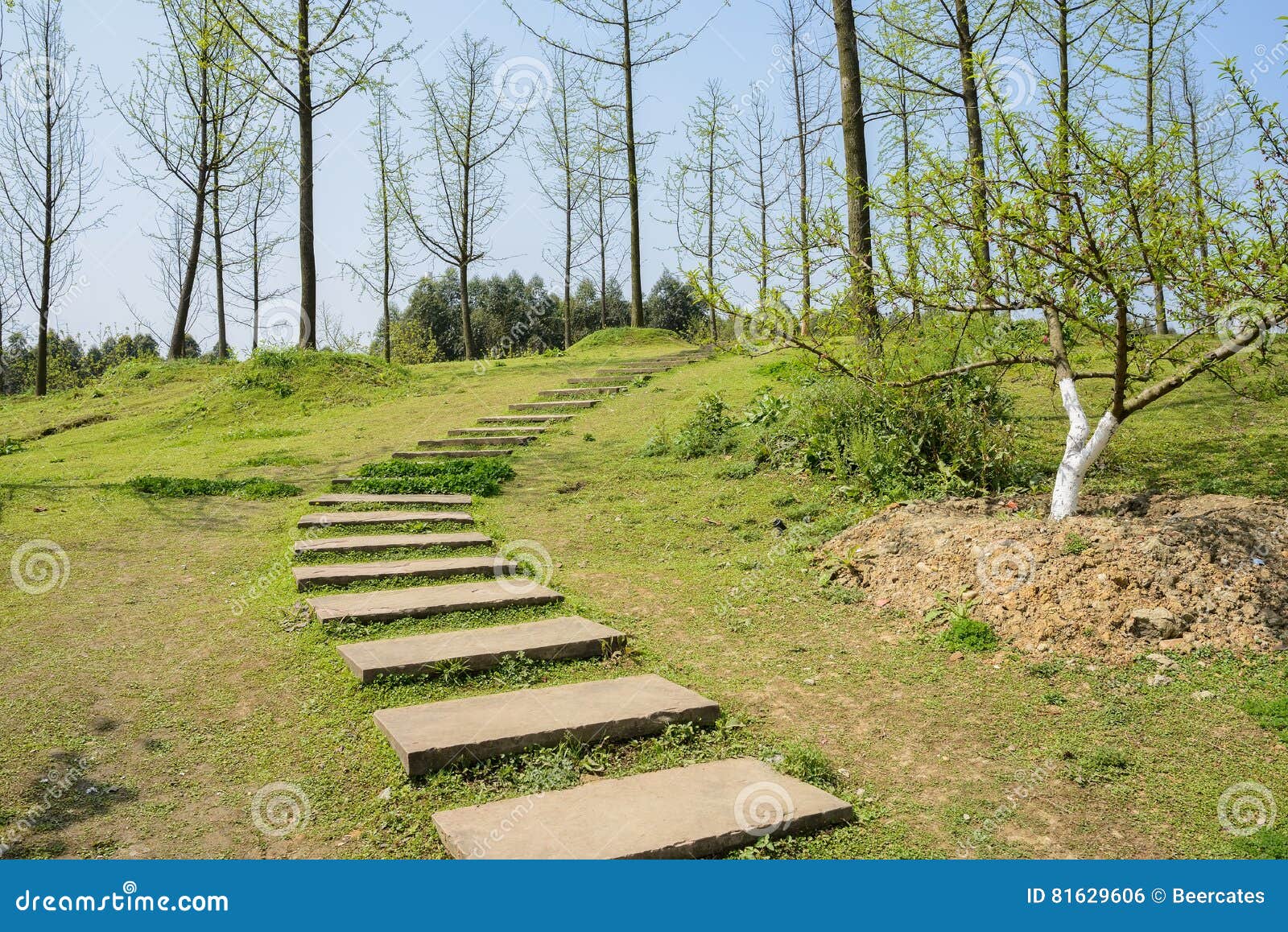 Hillside Flagstone Path in Trees with New Leaves at Early Spring Stock ...