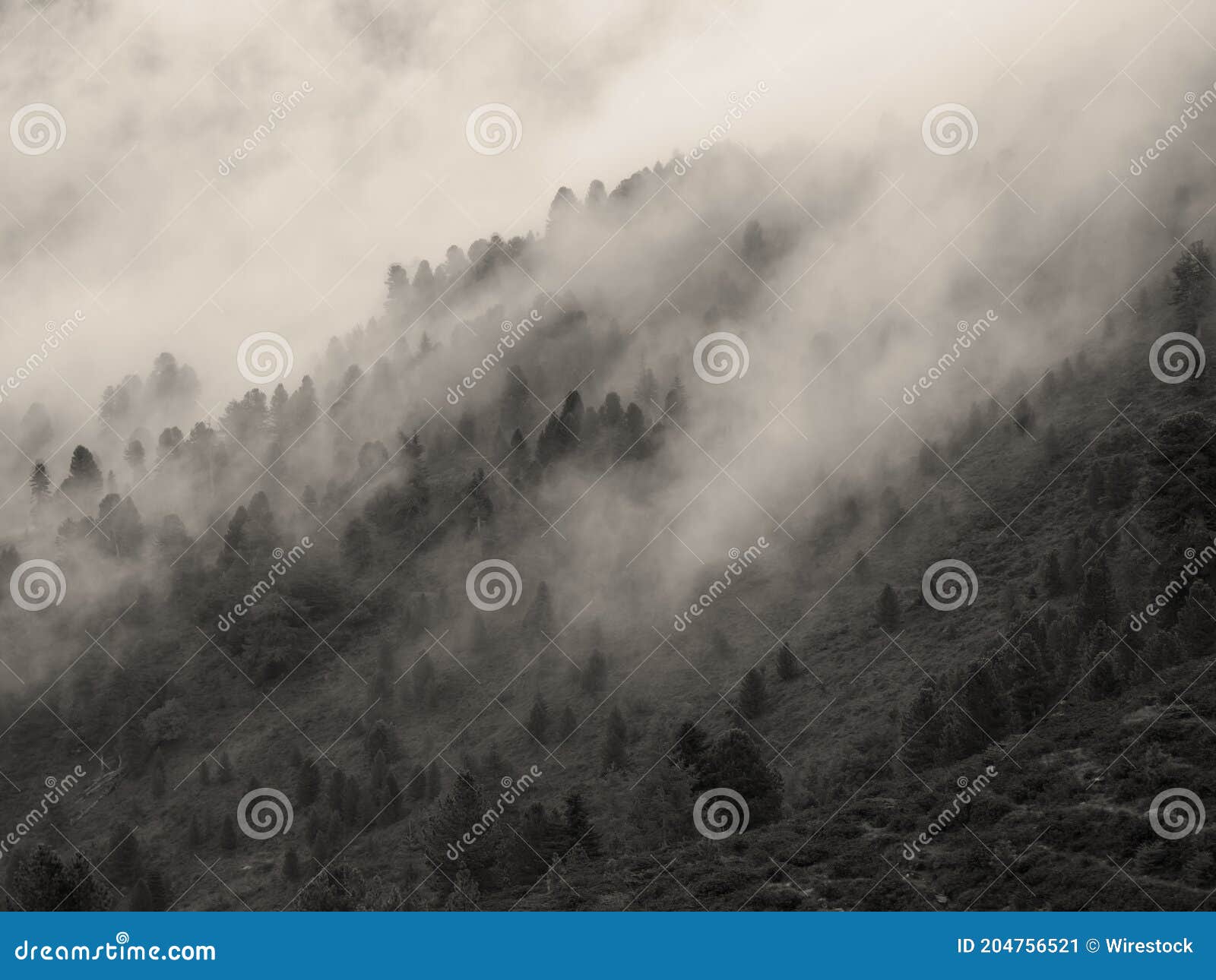 Hillside Forest Covered in Mist Stock Image - Image of grey, fall ...