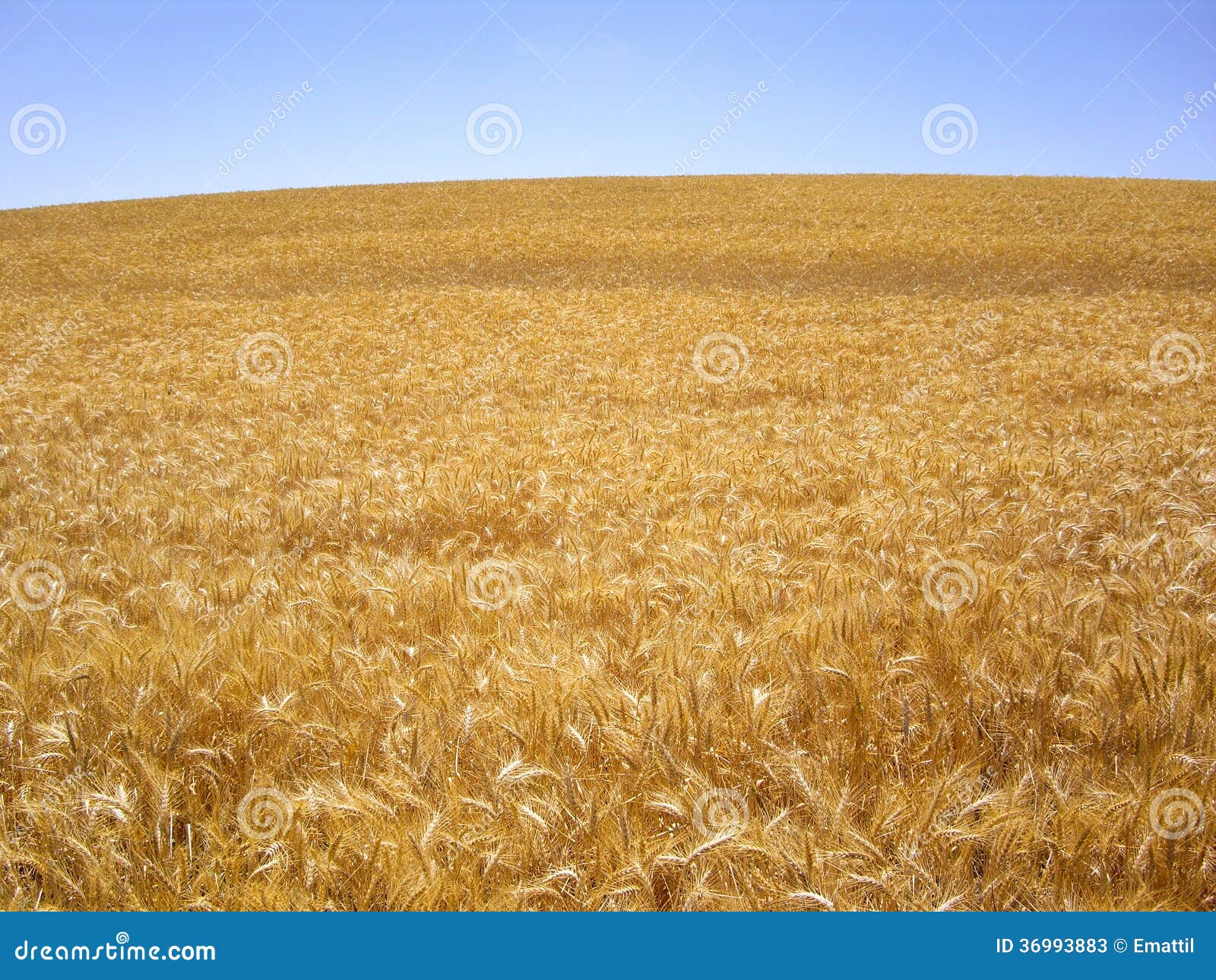 Hillside of Golden Wheat stock image. Image of hillside - 36993883