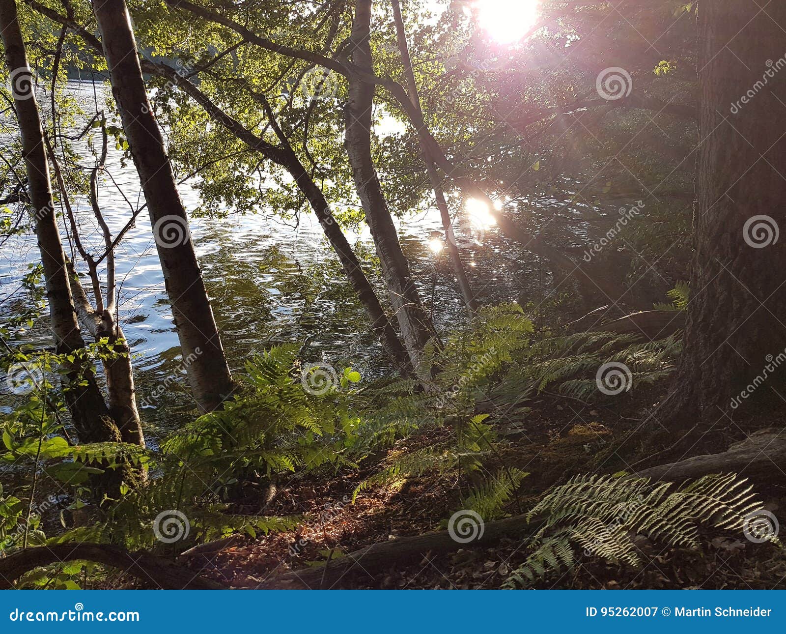 Hillside on a Lake with Trees and Ferns Stock Image - Image of lake ...