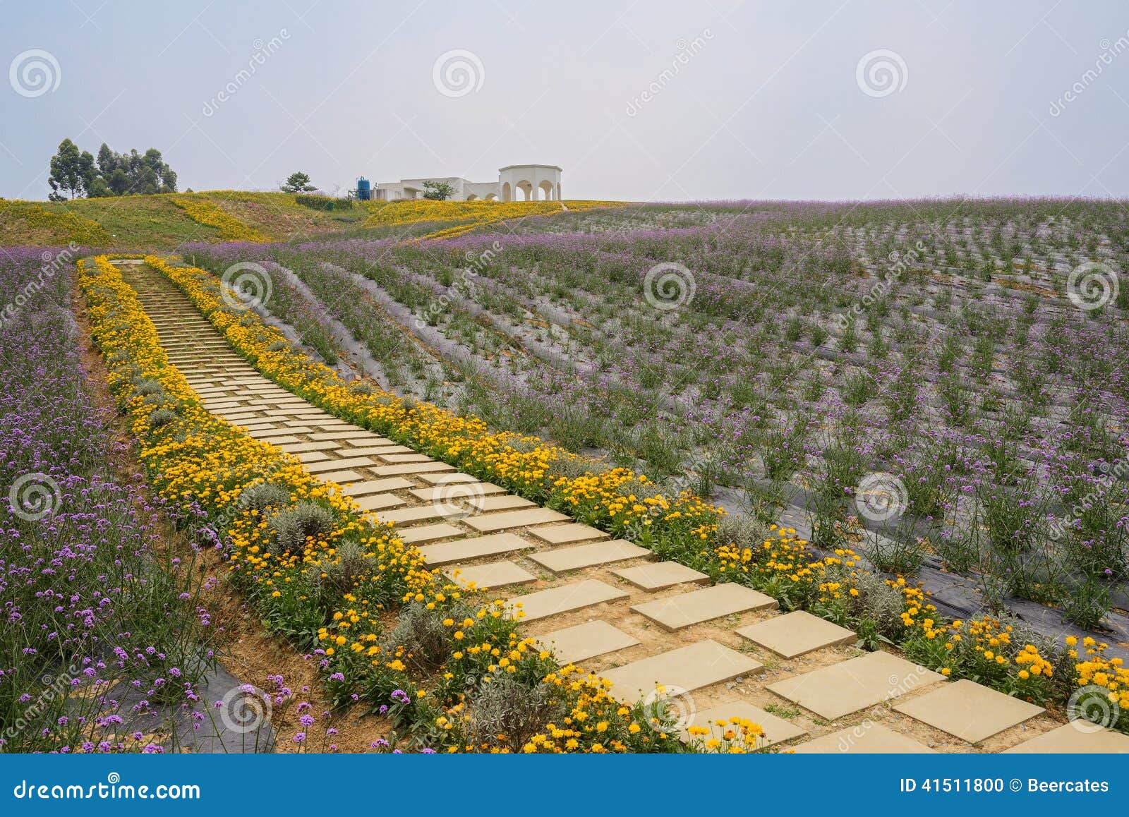 Hillside Path in Flowering Field Stock Photo - Image of bucolic ...