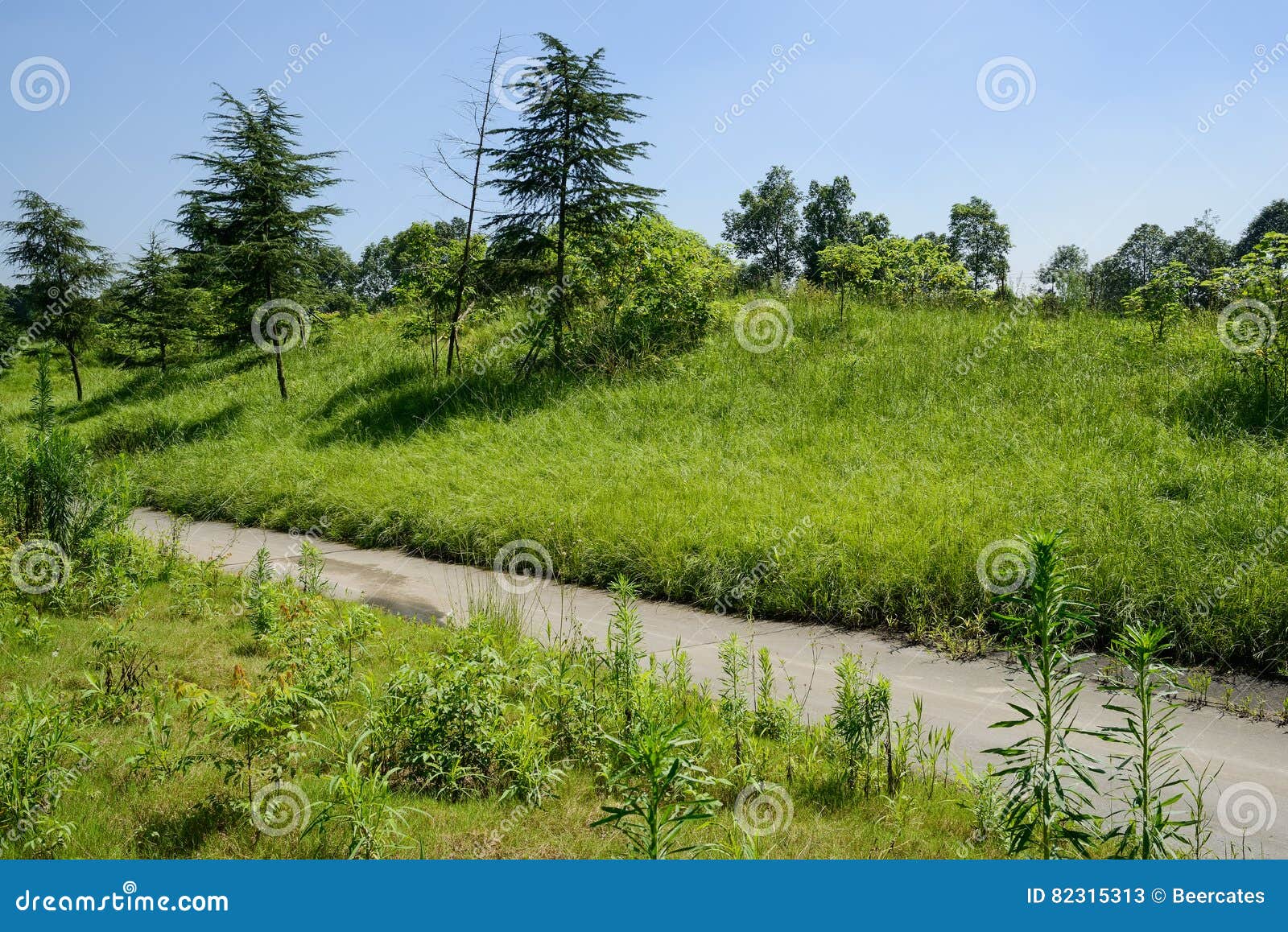 Hillside Path in Weeds of Sunny Summer Stock Image - Image of sunny ...