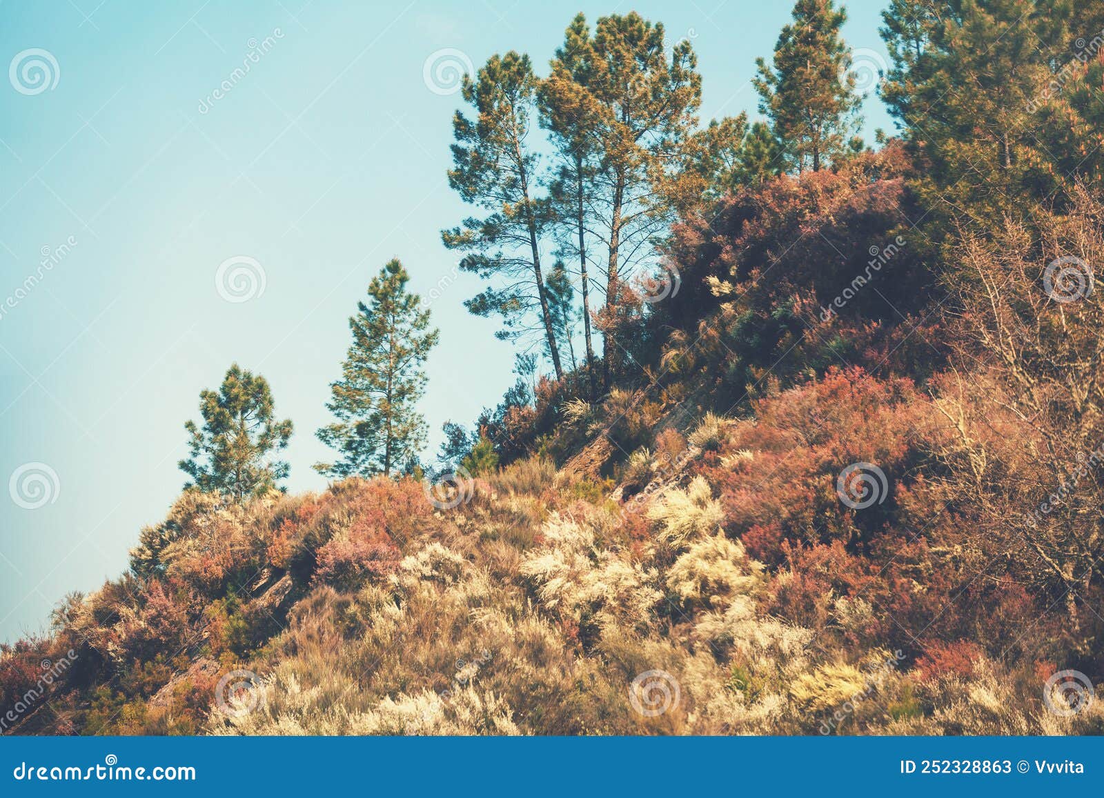 Hillside with Pine Trees in Early Spring. Stock Image - Image of forest ...