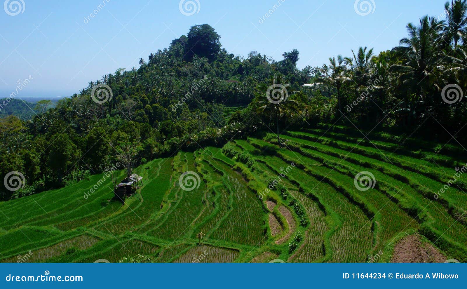 Hillside Rice Paddy Terrace Stock Photo - Image of hill, paddy: 11644234