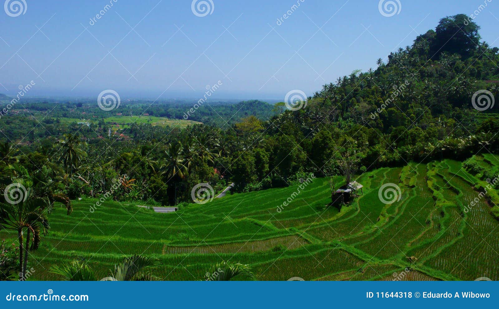 Hillside Rice Paddy Terrace Stock Photo - Image of house, bali: 11644318