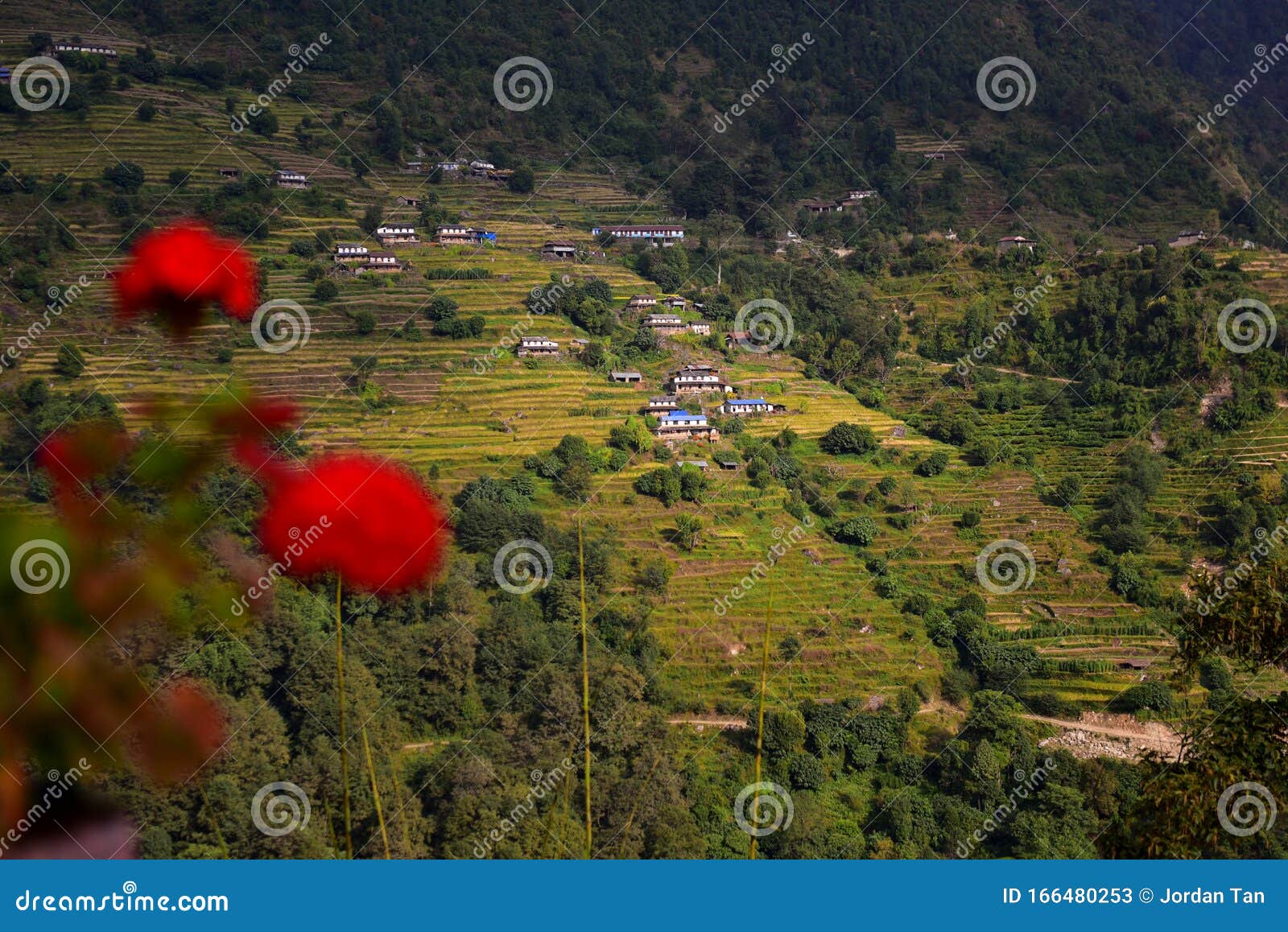Hillside Rice Terraces in Nepal Stock Image - Image of paddy, hill ...