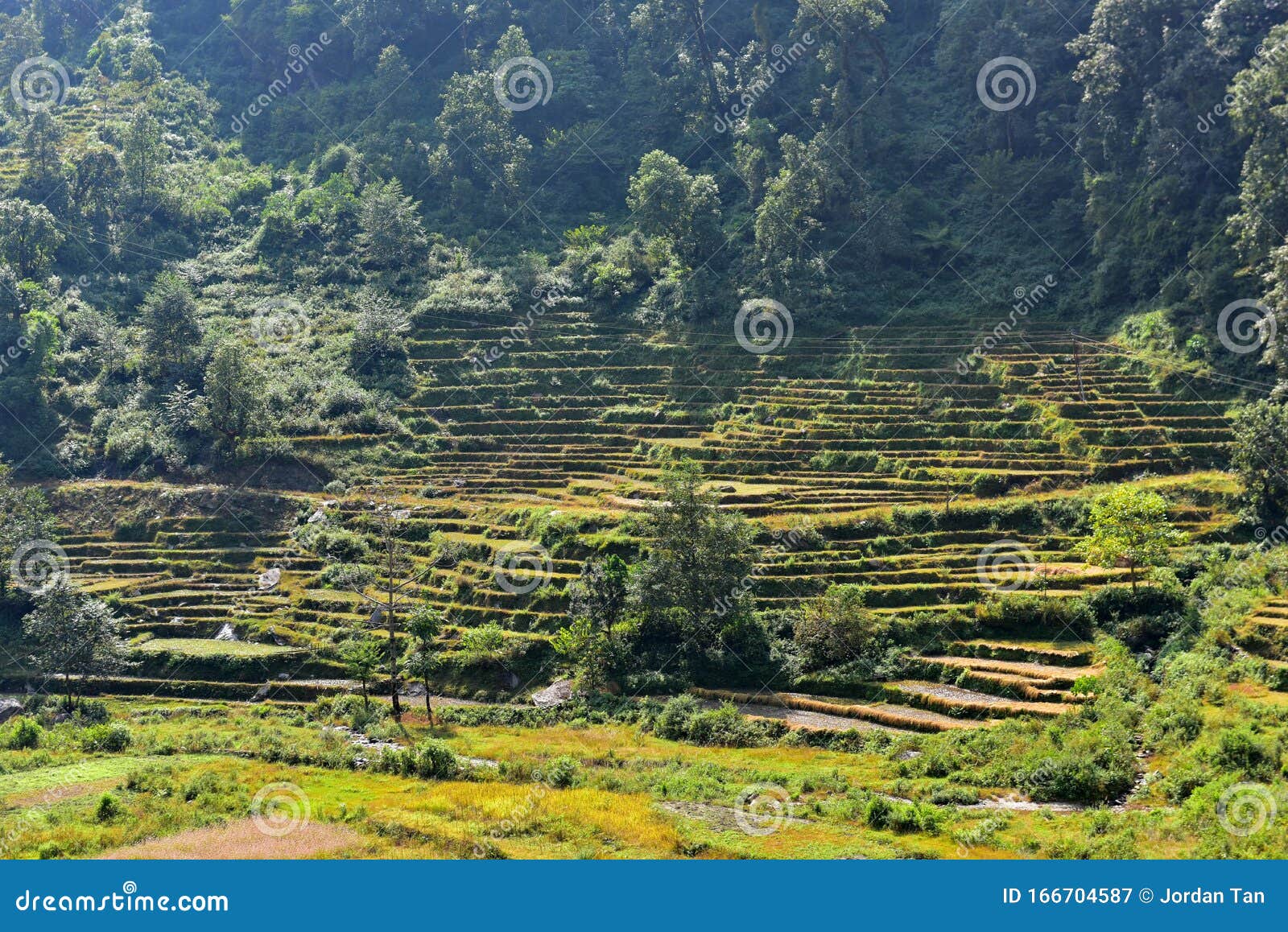 Hillside Rice Terraces in Nepal Stock Image - Image of hill ...