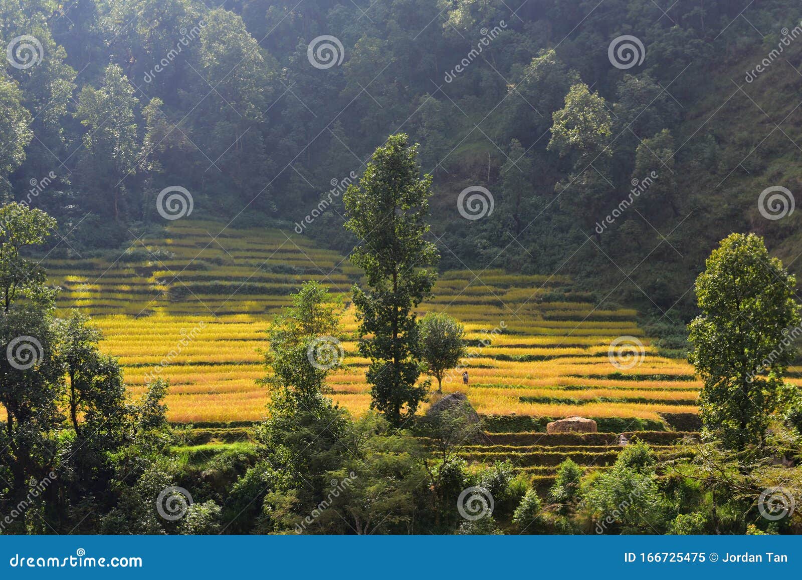 Hillside Rice Terraces in Nepal Stock Image - Image of grow, terraces ...
