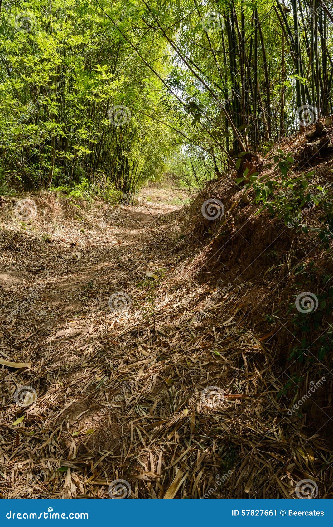 Hillside Shaded Footpath in Bamboo on Late Spring Day Stock Image ...