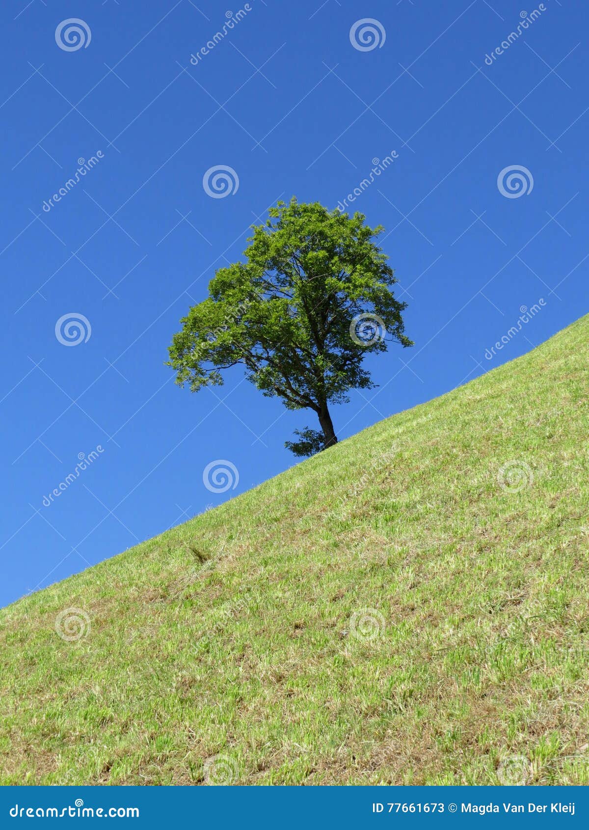 Hillside tree stock image. Image of italy, horizon, grass - 77661673