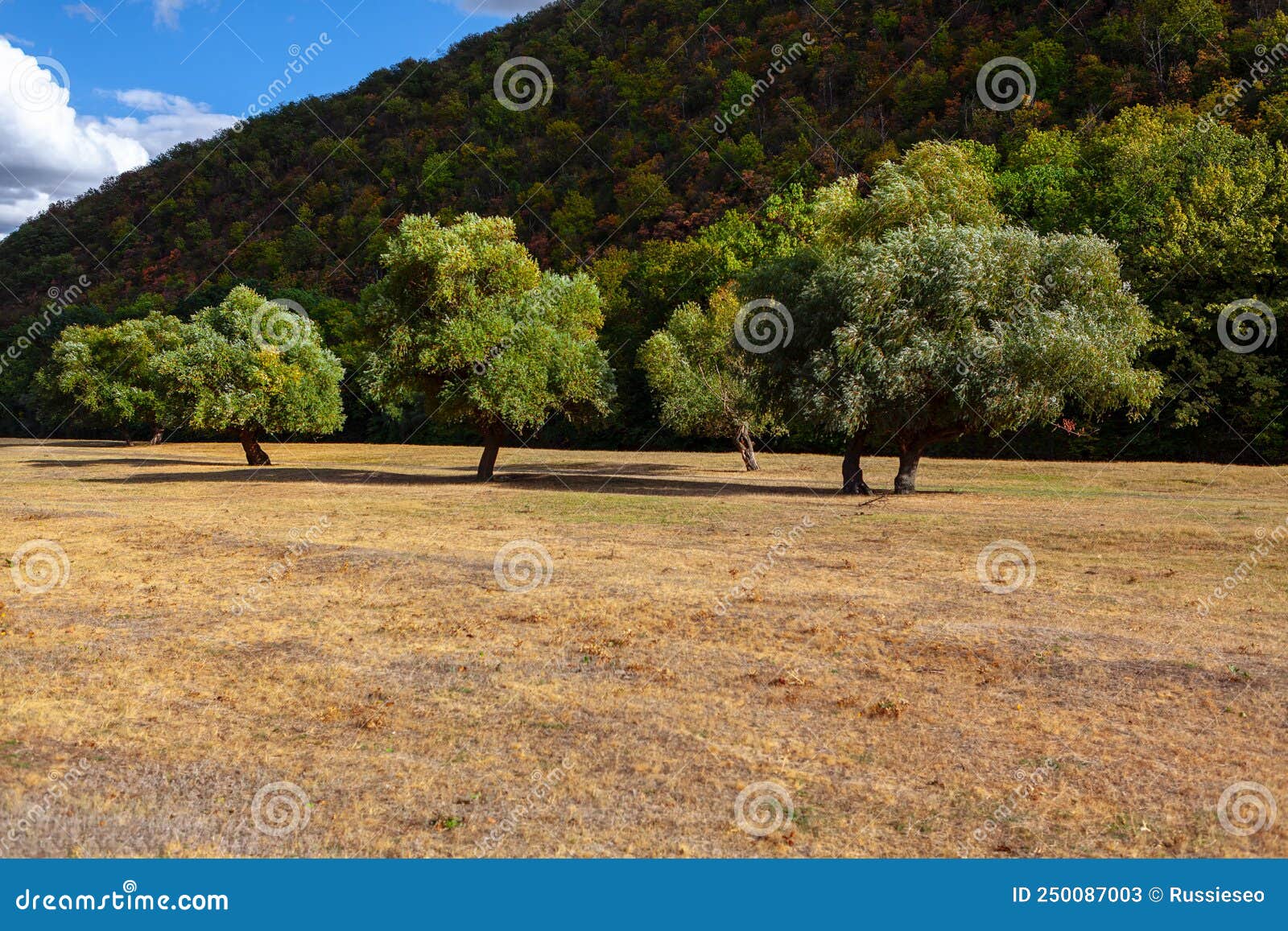 Hillside trees scenery stock image. Image of nature - 250087003