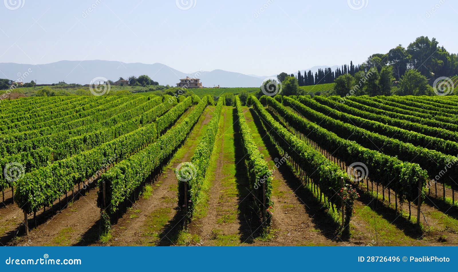 Hillside vineyard in Italy stock photo. Image of industry - 28726496
