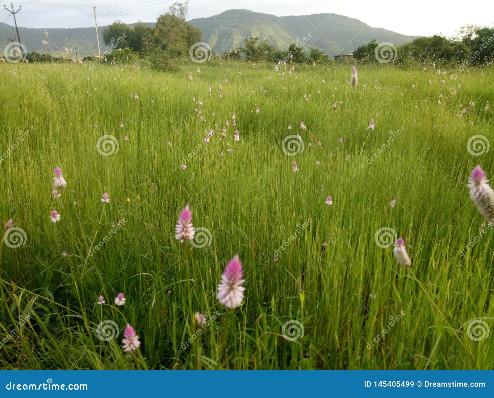 Hilly Areas Covered by Grass and Flowers Stock Image - Image of ...
