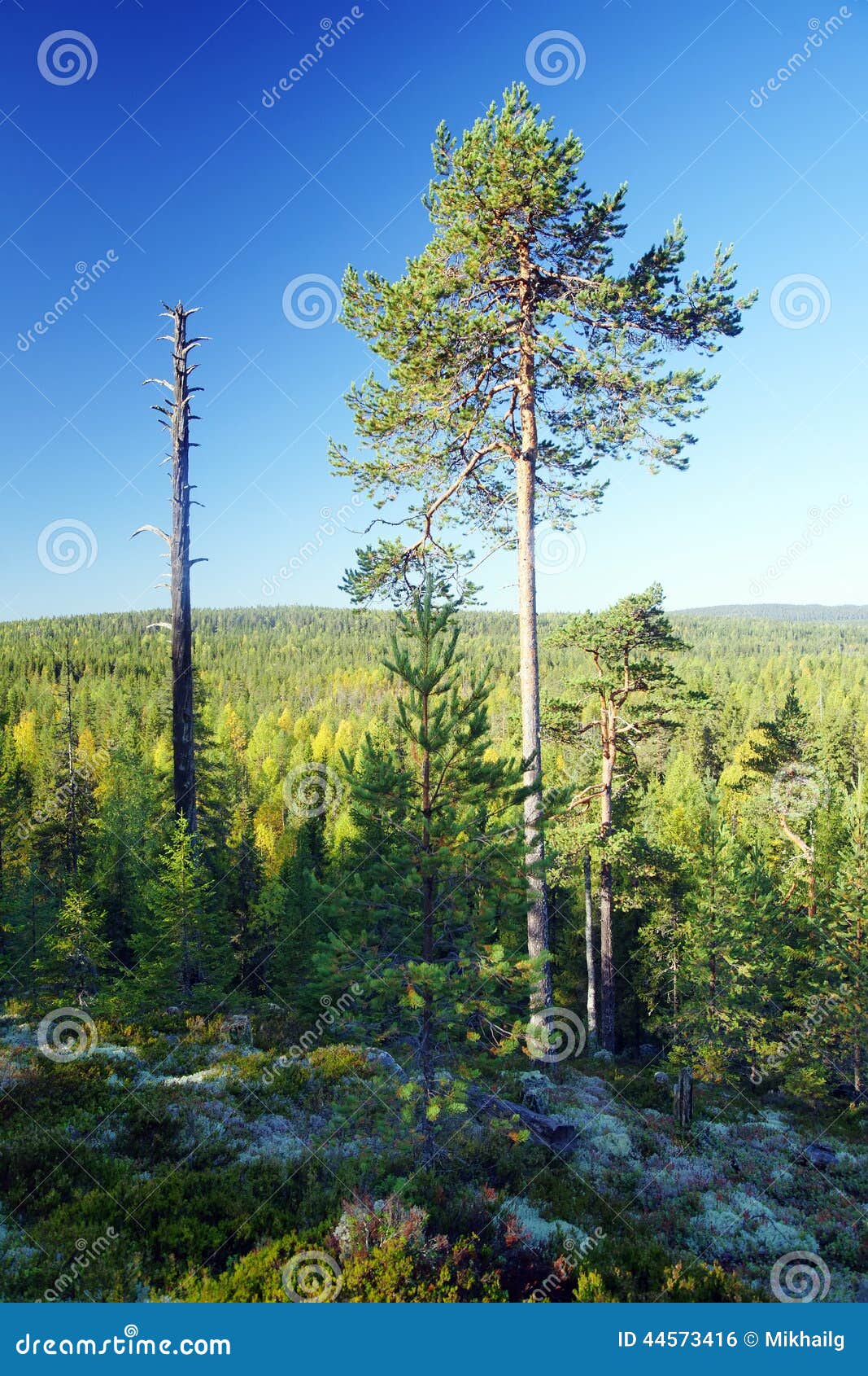 Hilly forest stock photo. Image of scenics, russia, hill - 44573416