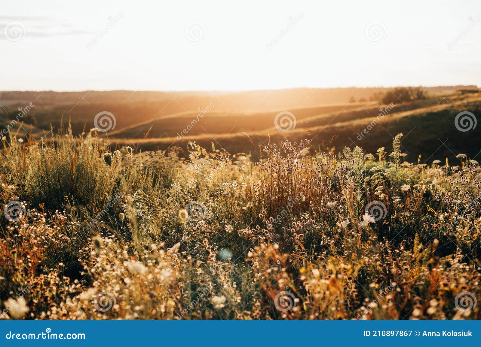 Hilly Landscape at Sunset with Close-up of Grass and Flowering Stock ...