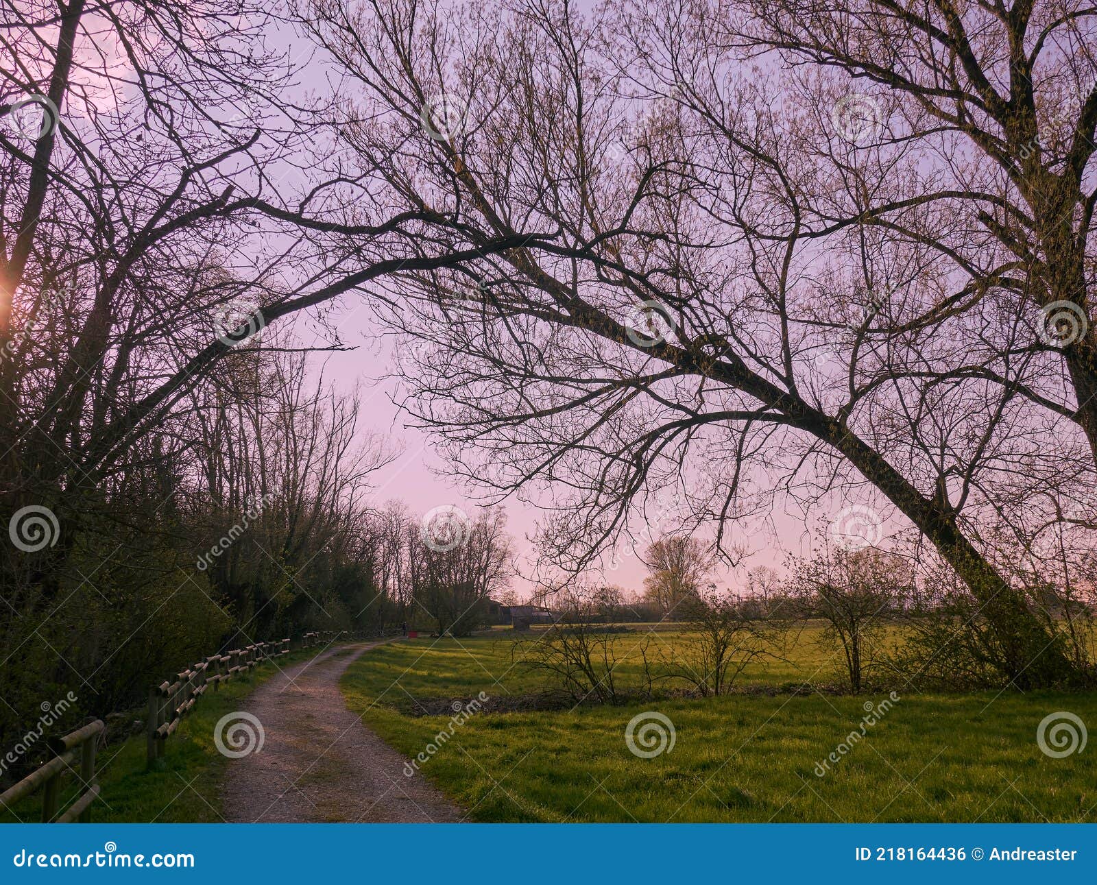 Tilted tree stock photo. Image of forest, shrub, meadow - 218164436