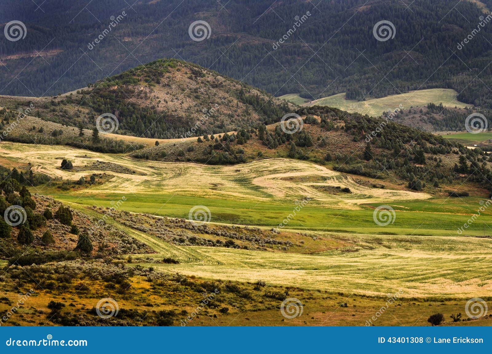 Hilly Mountains Farming stock photo. Image of agriculture - 43401308