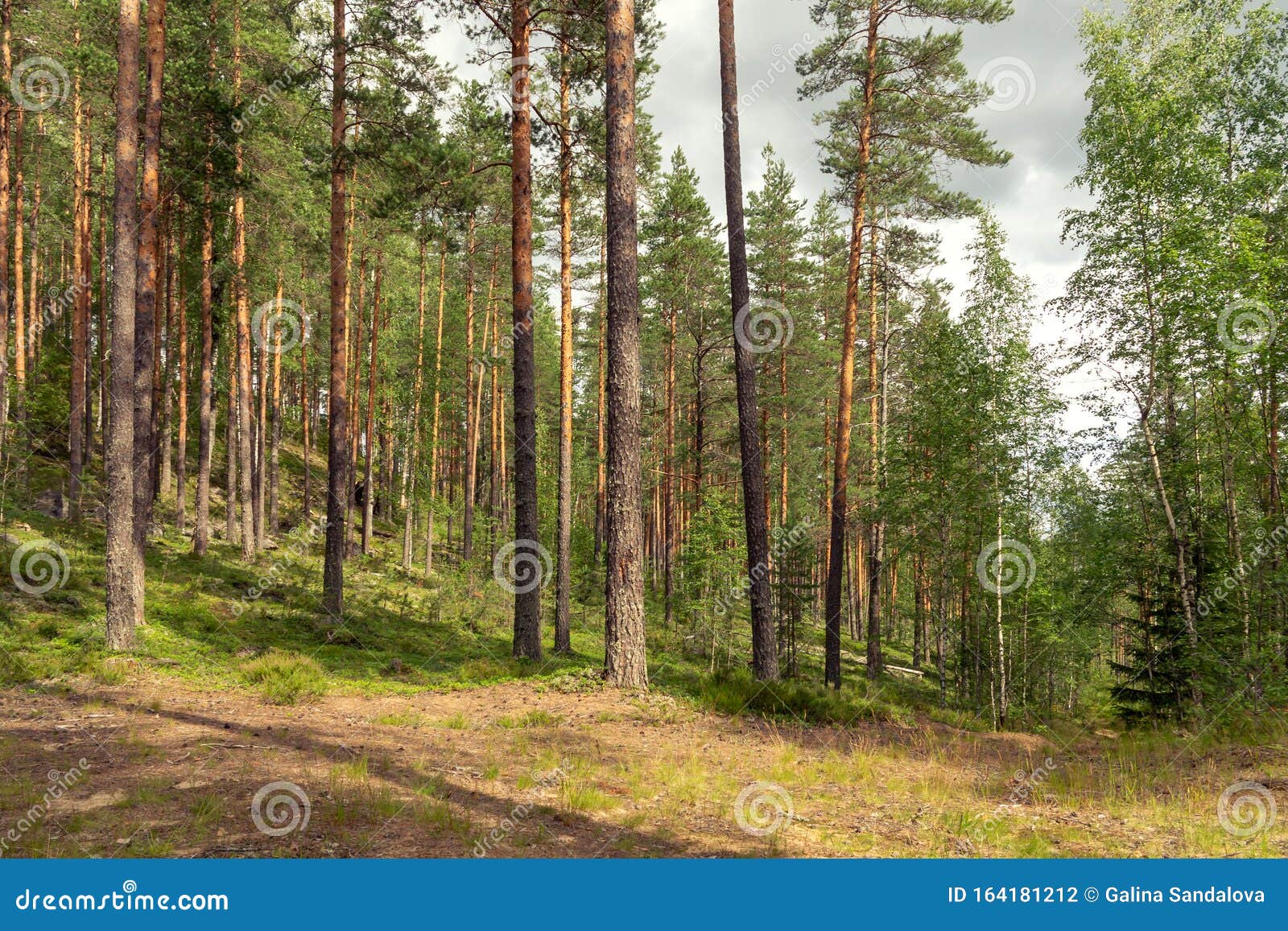 Hilly Pine Northern Forest, Summer Forest Landscape Stock Photo - Image ...