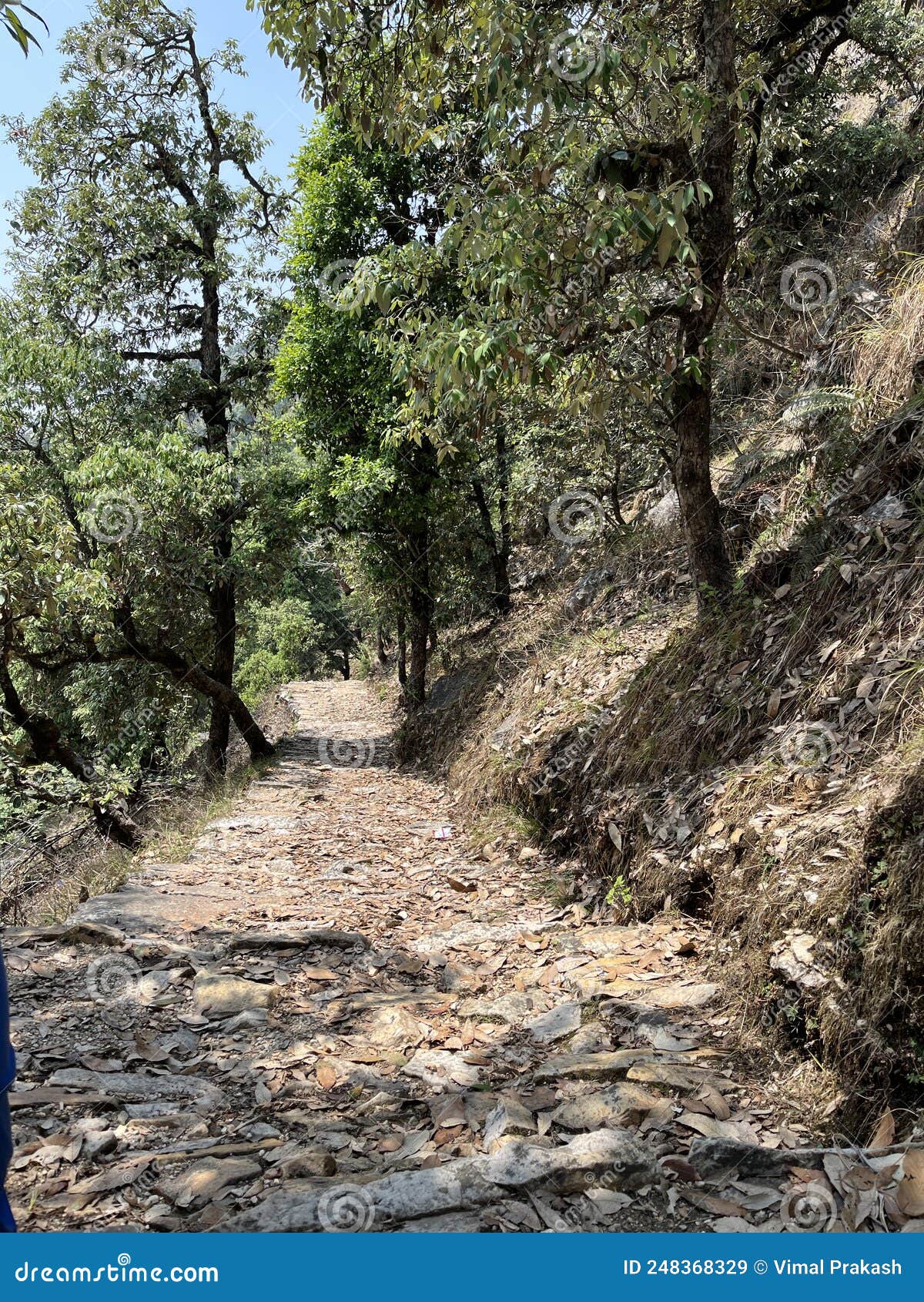 Hilly Way between the Trees Stock Image - Image of india, hilly: 248368329