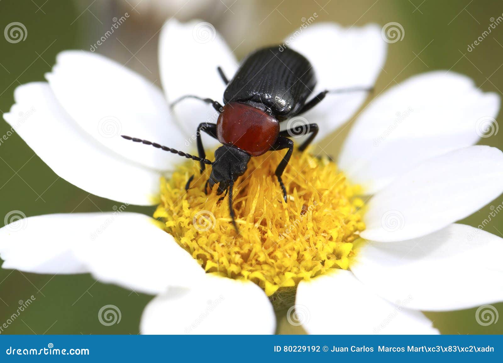 Hilotaurio red collar stock photo. Image of insect, flower - 80229192