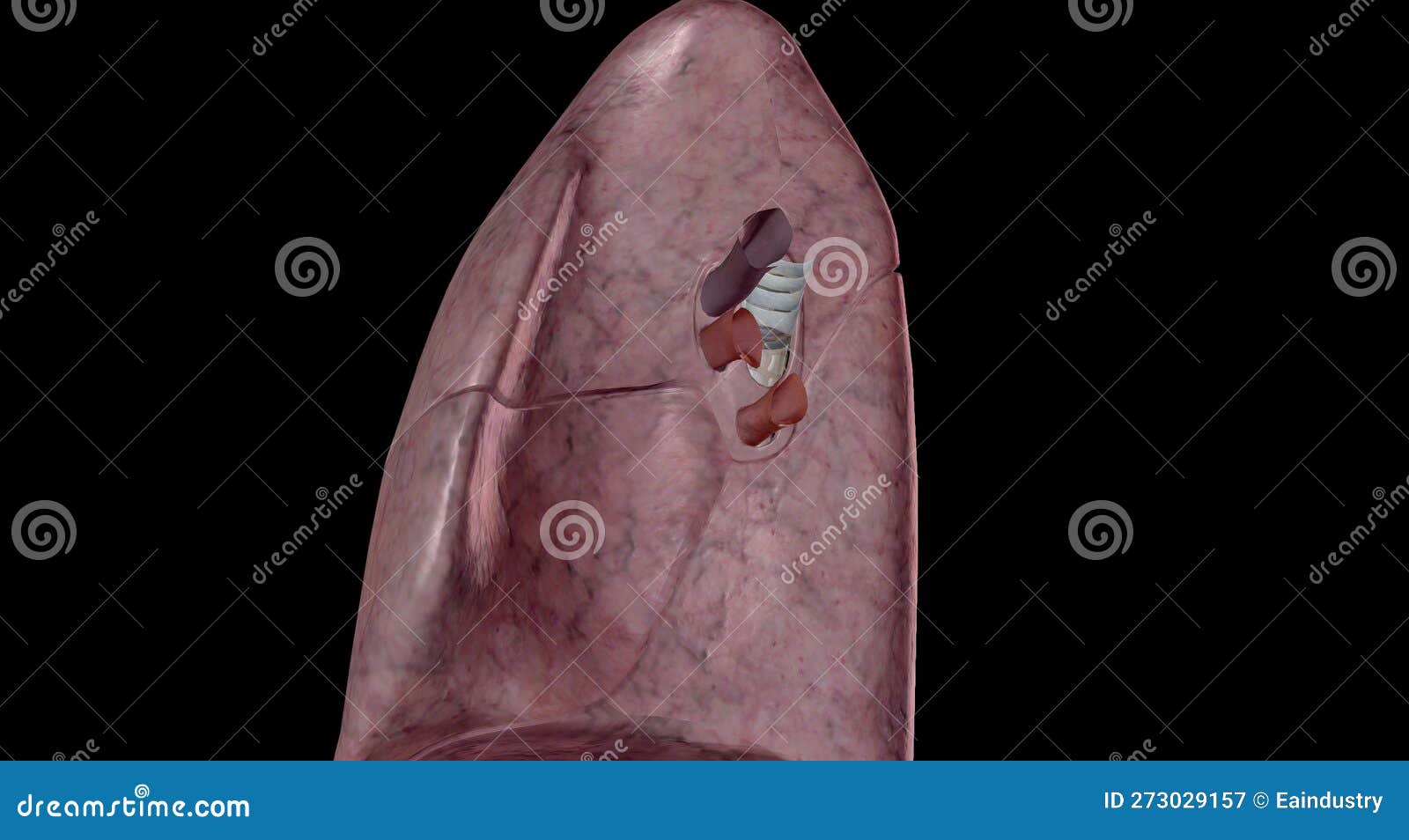 The Hilum is a Depression or Fissure Where Structures Such As Blood ...