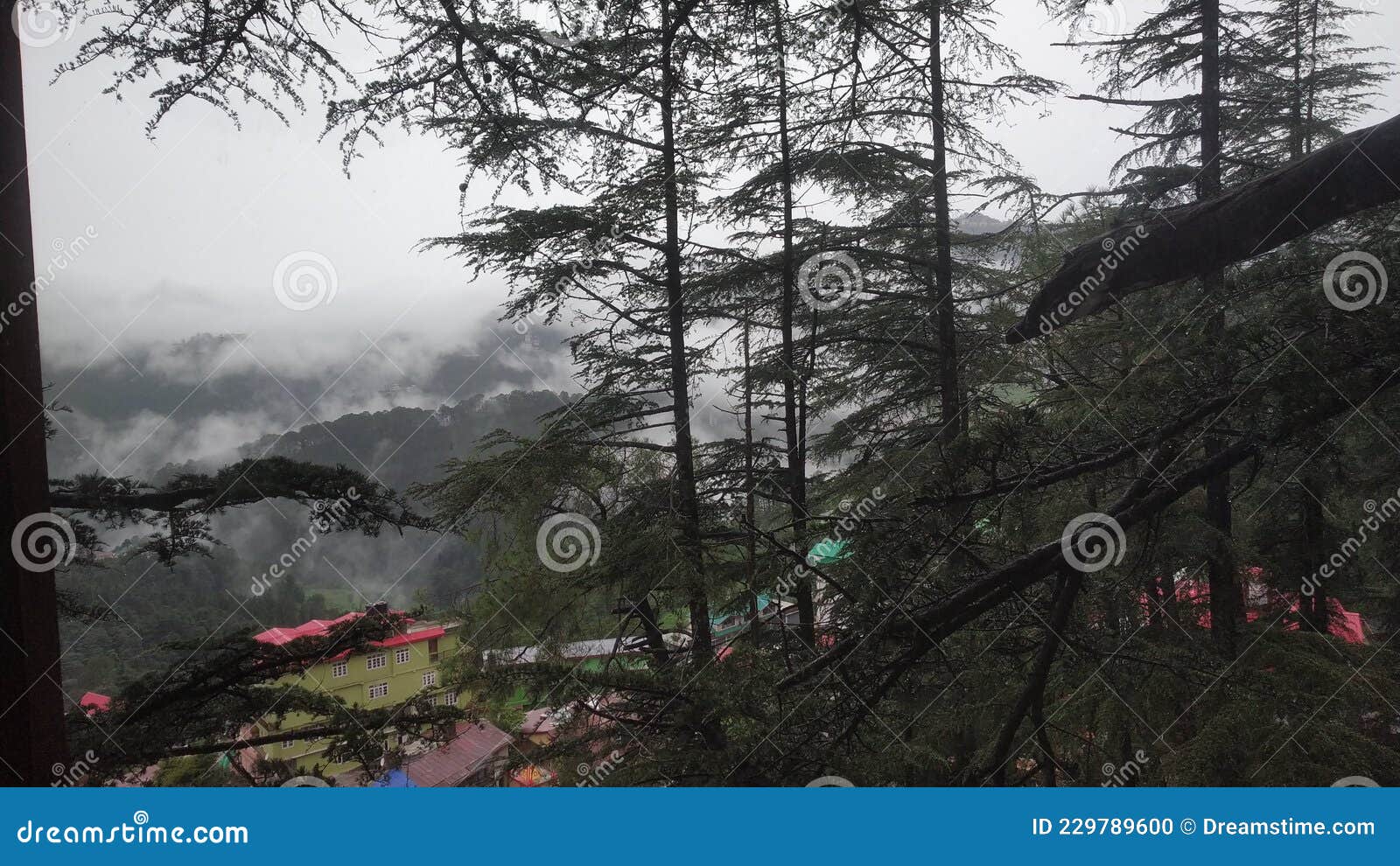Himachal Pradesh, Shimla, Pine Trees Stock Photo - Image of branch ...