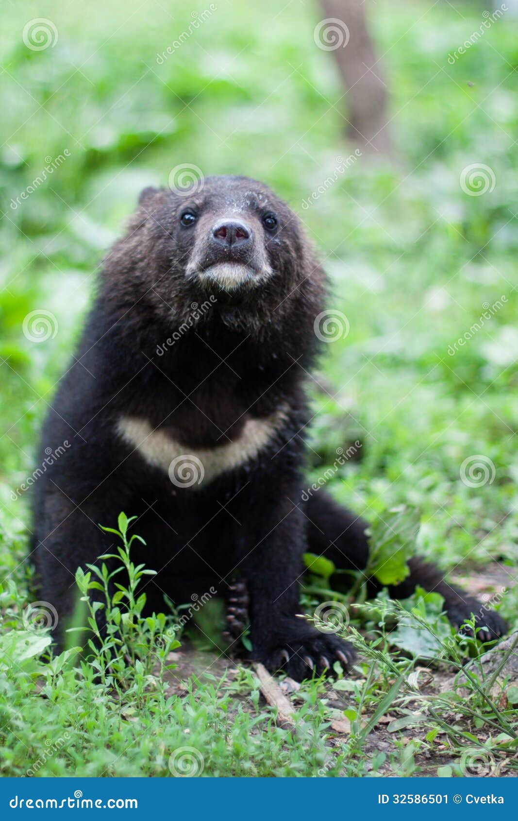 Himalaya bear stock image. Image of asiatic, tibetan - 32586501