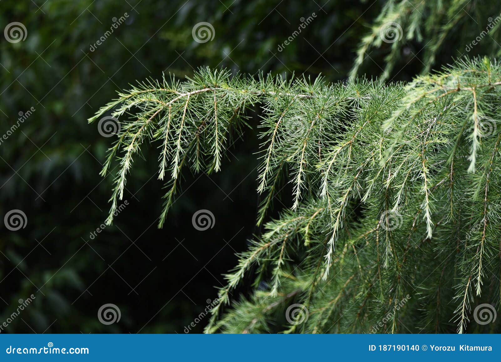 Himalaya Ceder /Deoder Ceder Stock Photo - Image of nature, tree: 187190140