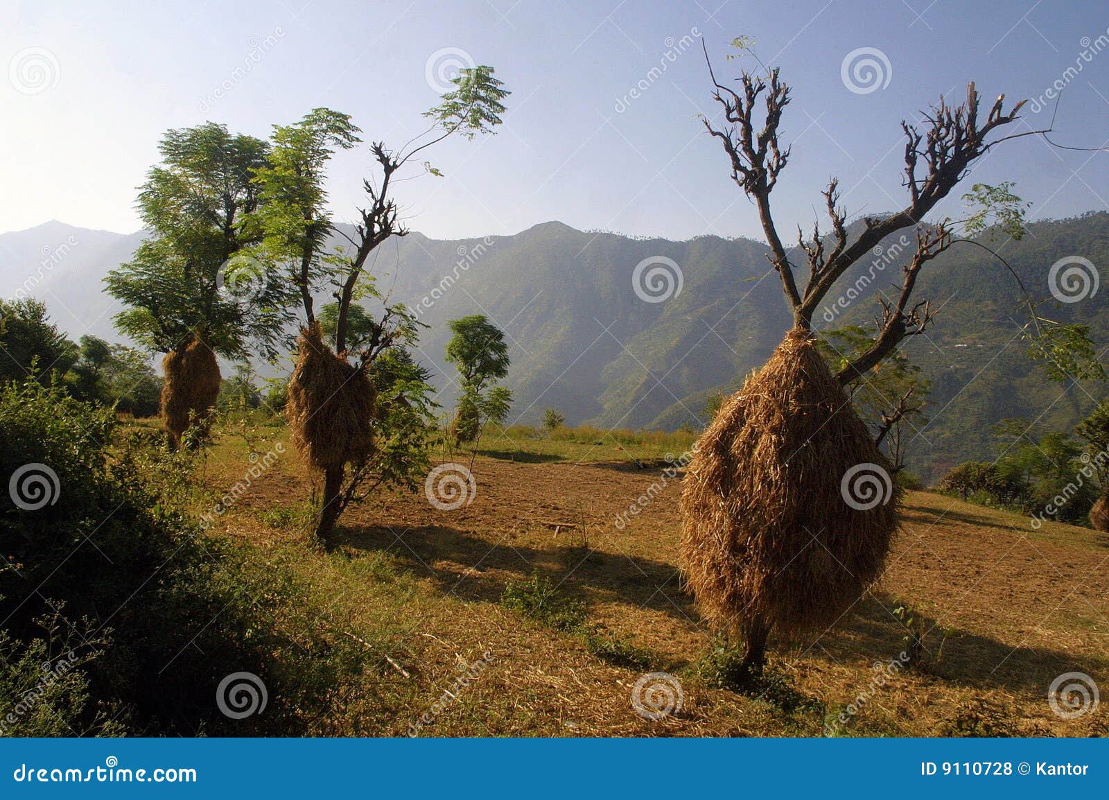 Himalayan agriculture stock photo. Image of peacefull - 9110728