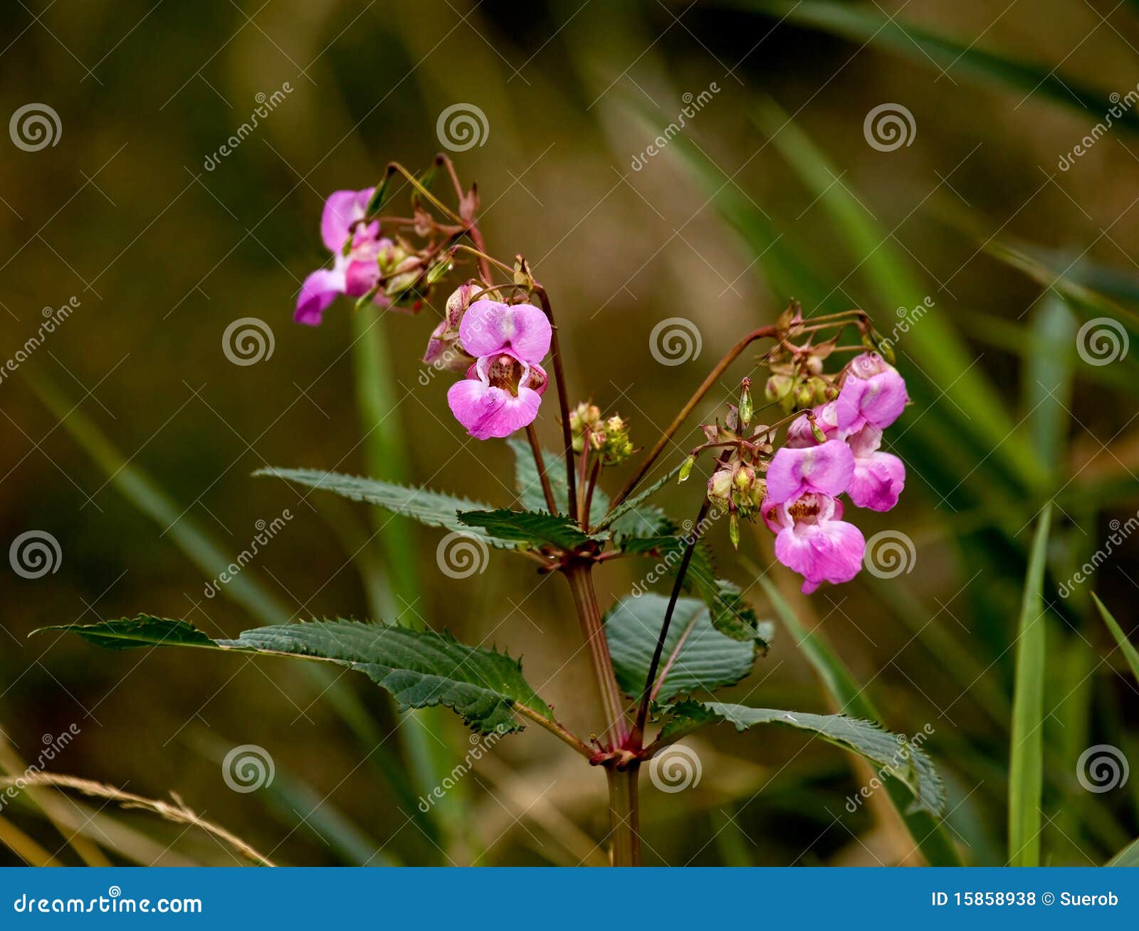 Himalayan Balsam stock photo. Image of countryside, pink - 15858938