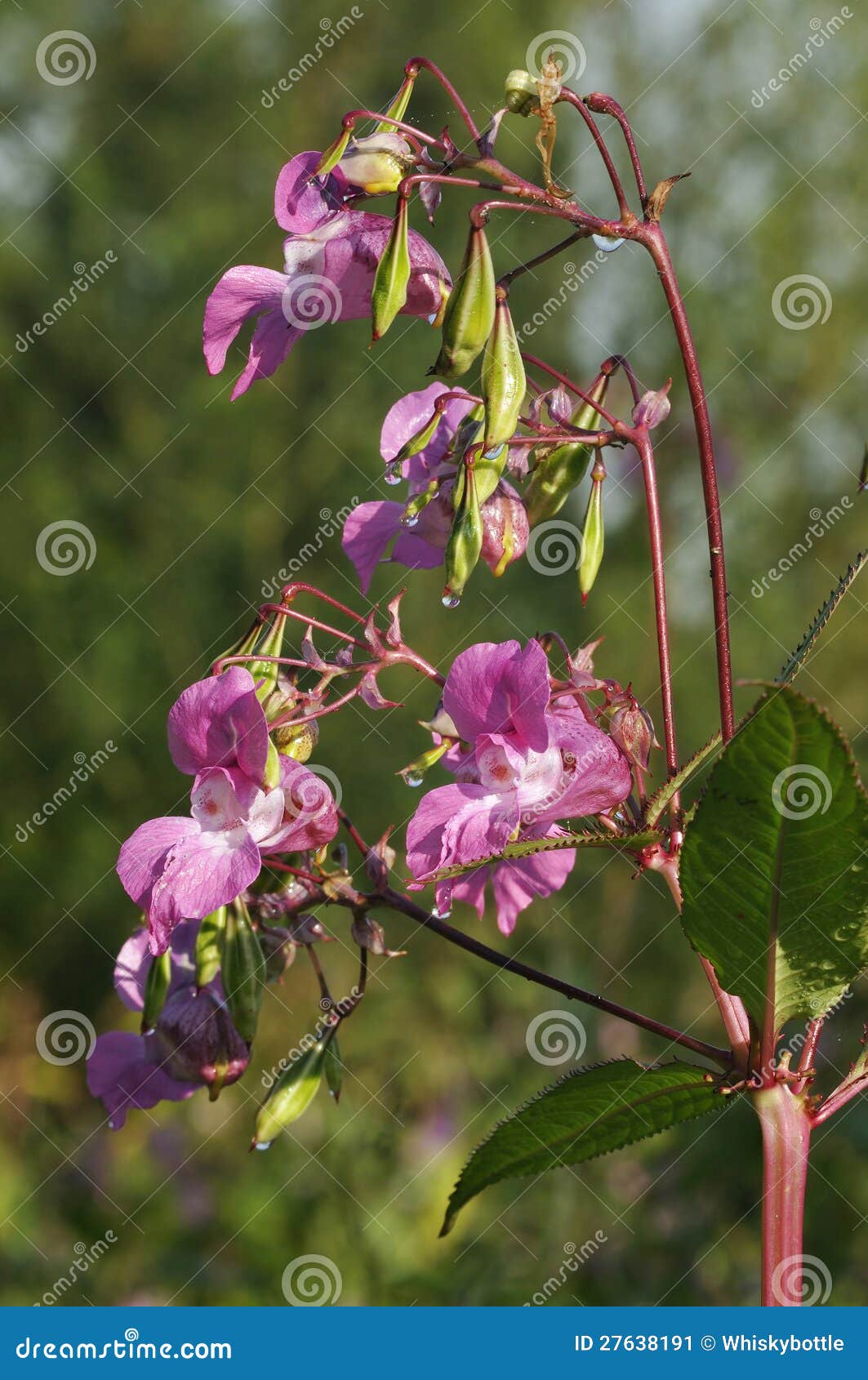 Himalayan Balsam stock image. Image of vertical, river - 27638191