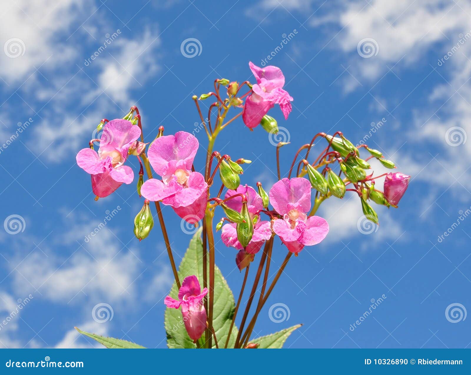 Himalayan Balsam (Impatiens Glandulifera) Stock Photo - Image of flower ...