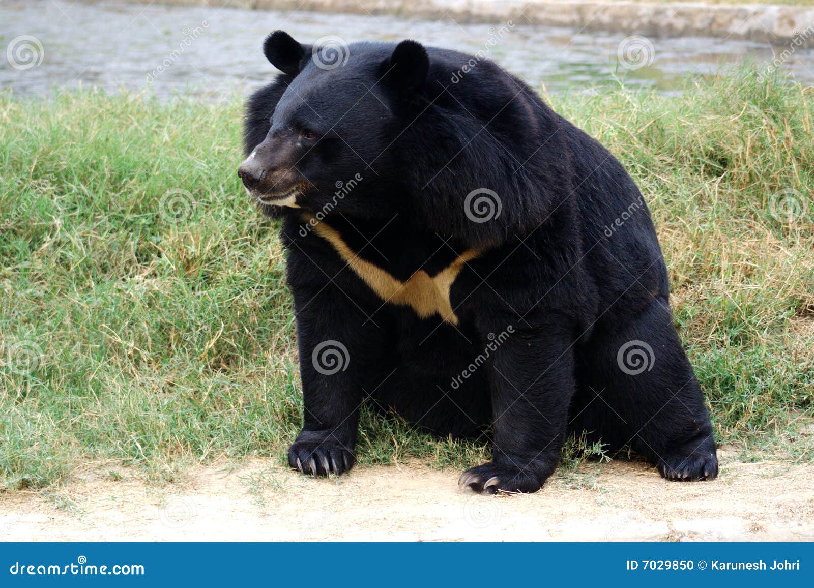 Himalayan Bear In Indian National Park Stock Image | CartoonDealer.com ...