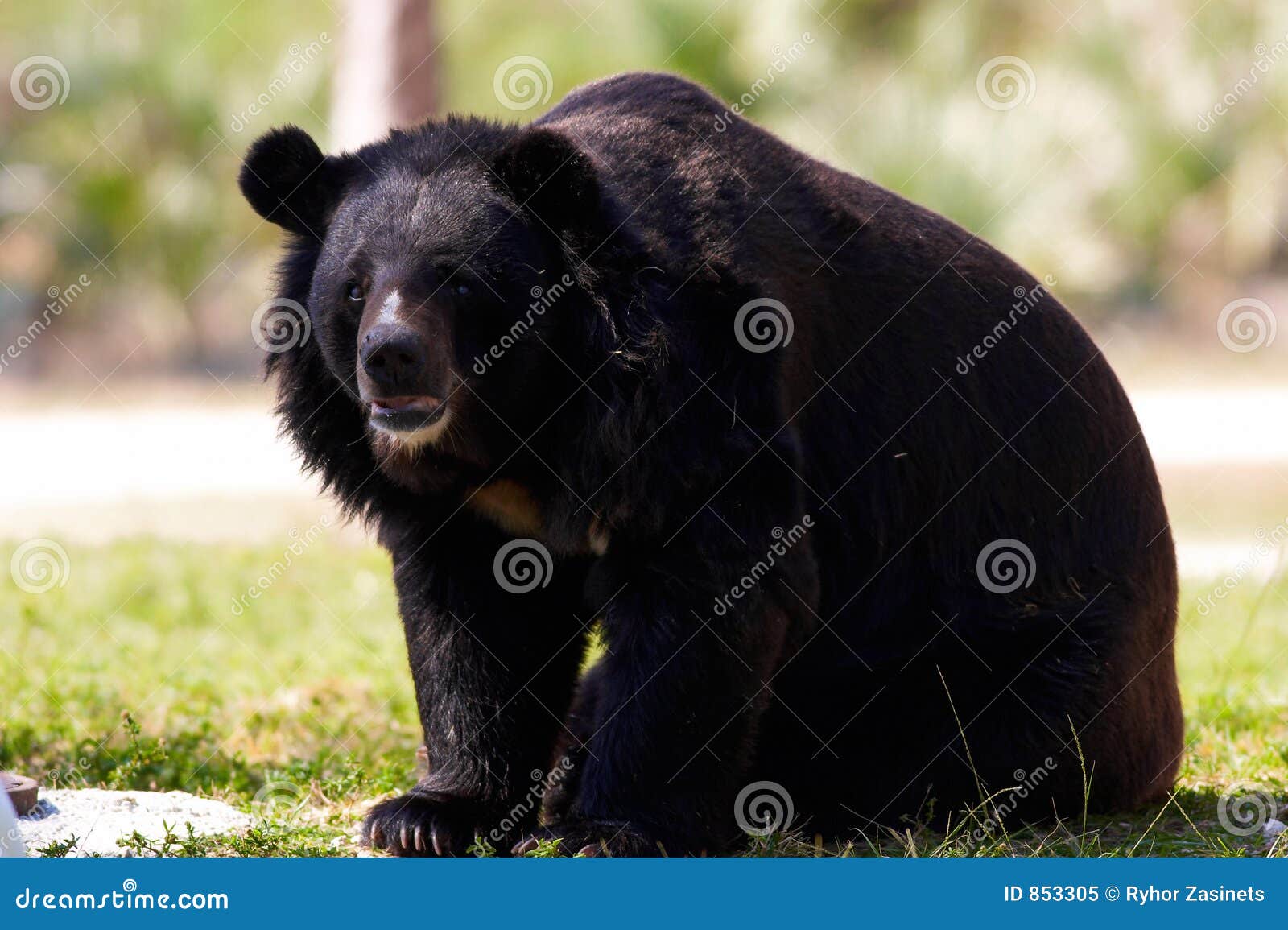 Himalayan bear stock image. Image of animals, himalayan - 853305