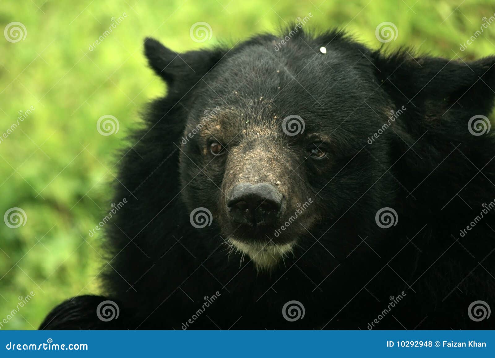 Himalayan Bear, India stock photo. Image of brown, huge - 10292948