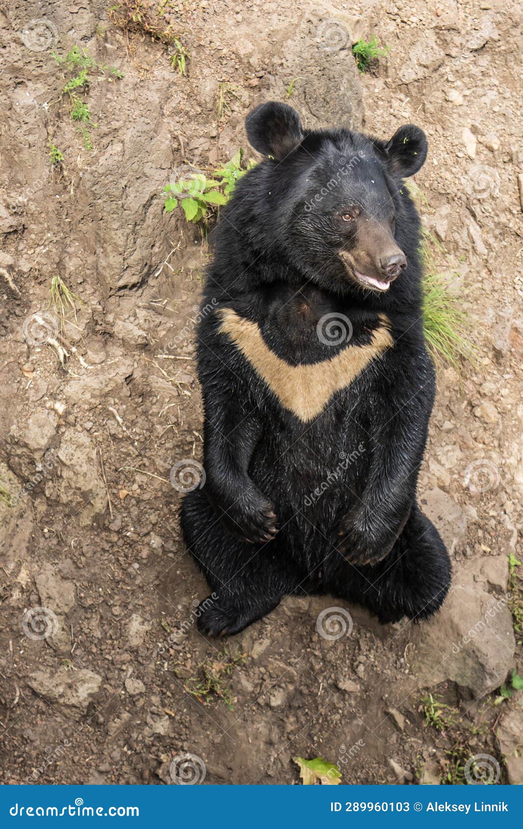 Himalayan Bear Sitting on the Ground Stock Image - Image of wildlife ...