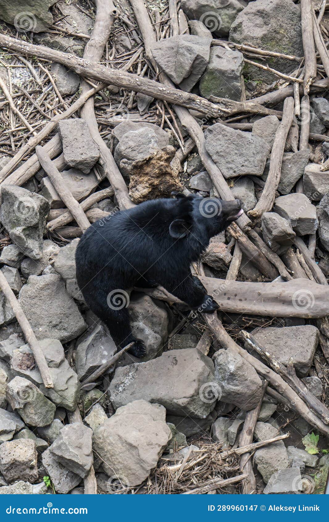 Himalayan Bear Sitting on the Ground Stock Image - Image of macaque ...