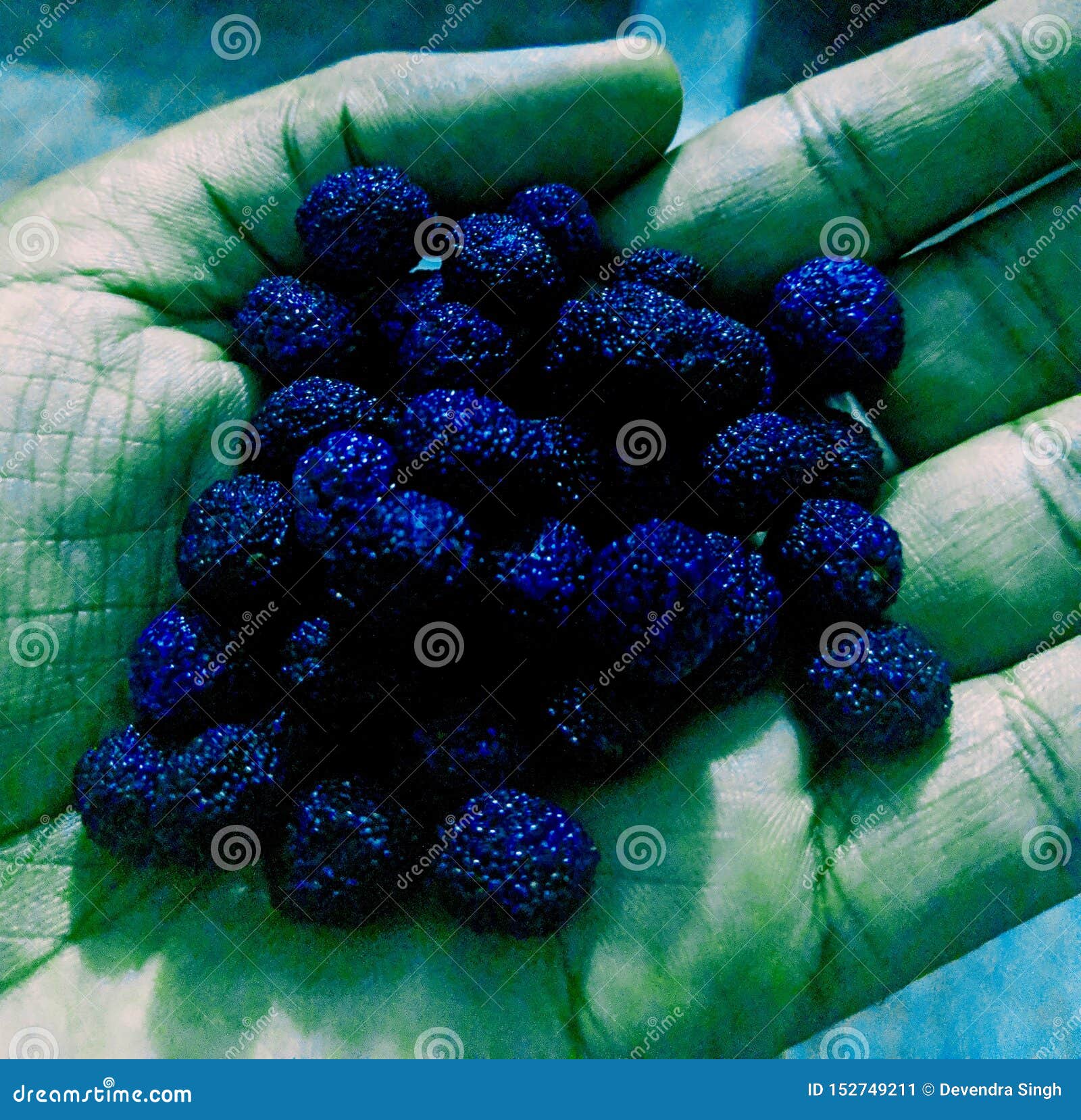 Himalayan berry in a palm stock image. Image of palm - 152749211