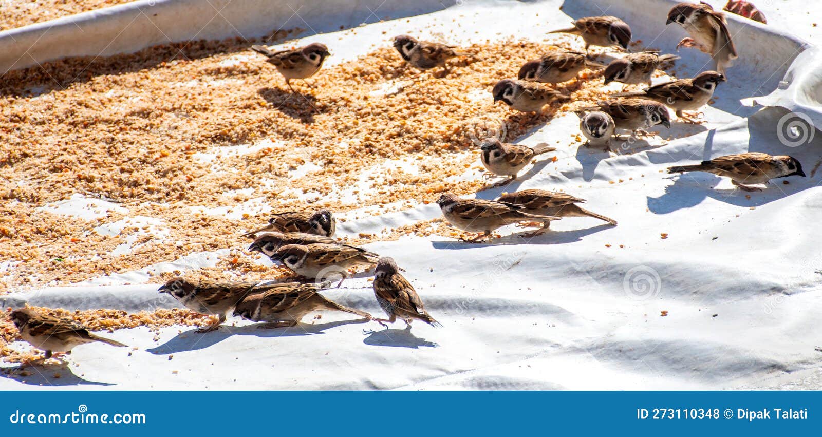 Himalayan big sparrows stock photo. Image of animal - 273110348