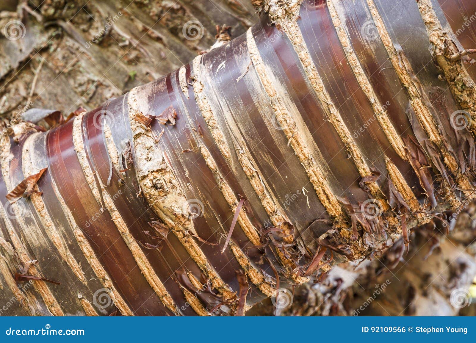 Himalayan Birch Bark Cherry Tree Close Up Stock Photo - Image of ...