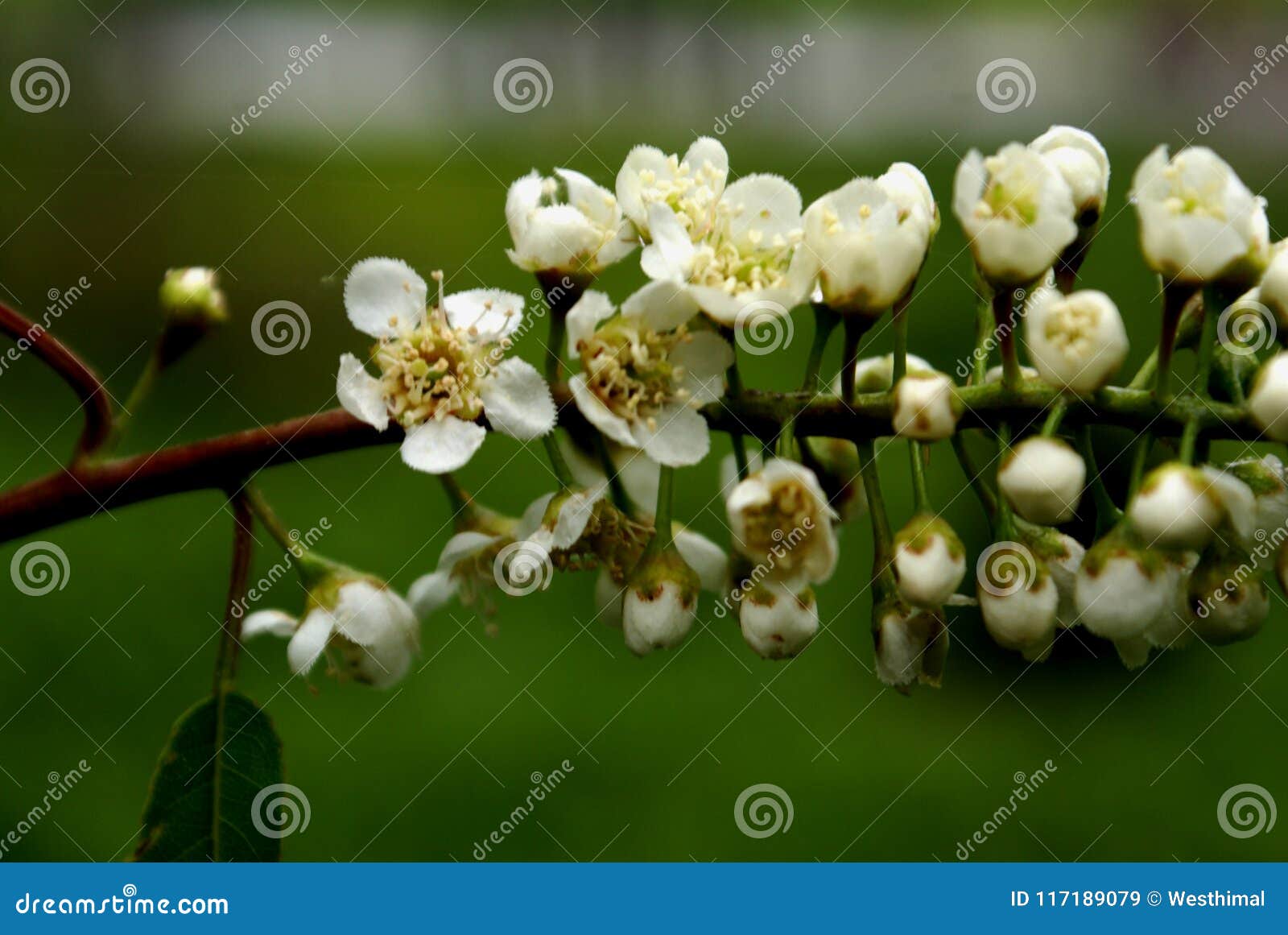 Himalayan Bird Cherry, Prunus Cornuta Stock Image - Image of leaves ...