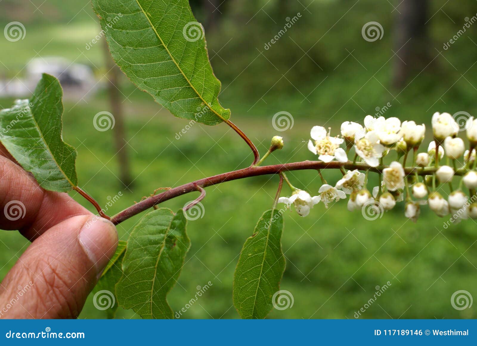Himalayan Bird Cherry, Prunus Cornuta Stock Photo - Image of bird, like ...