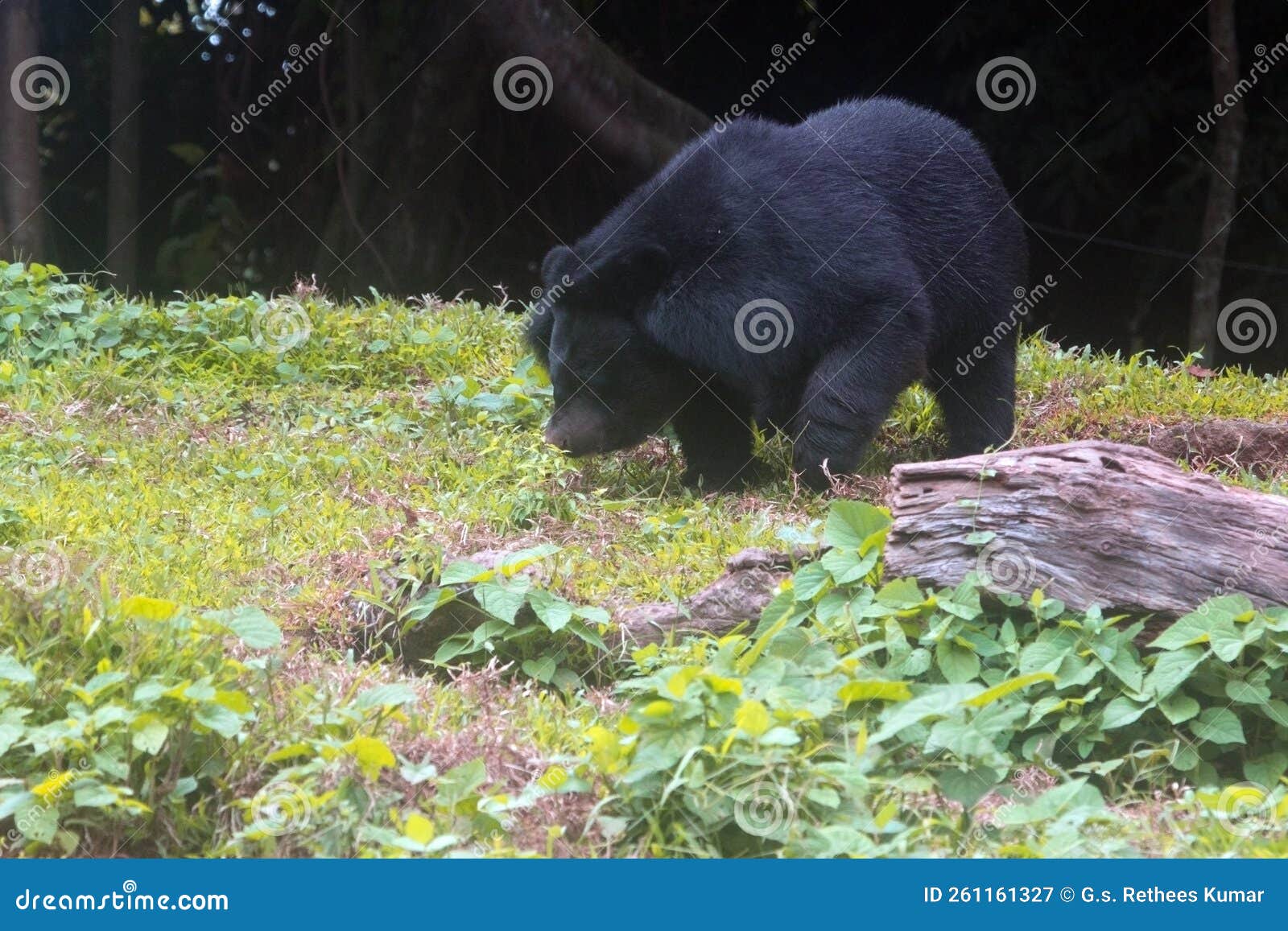Himalayan Black Bear in National Park, India Stock Image - Image of ...